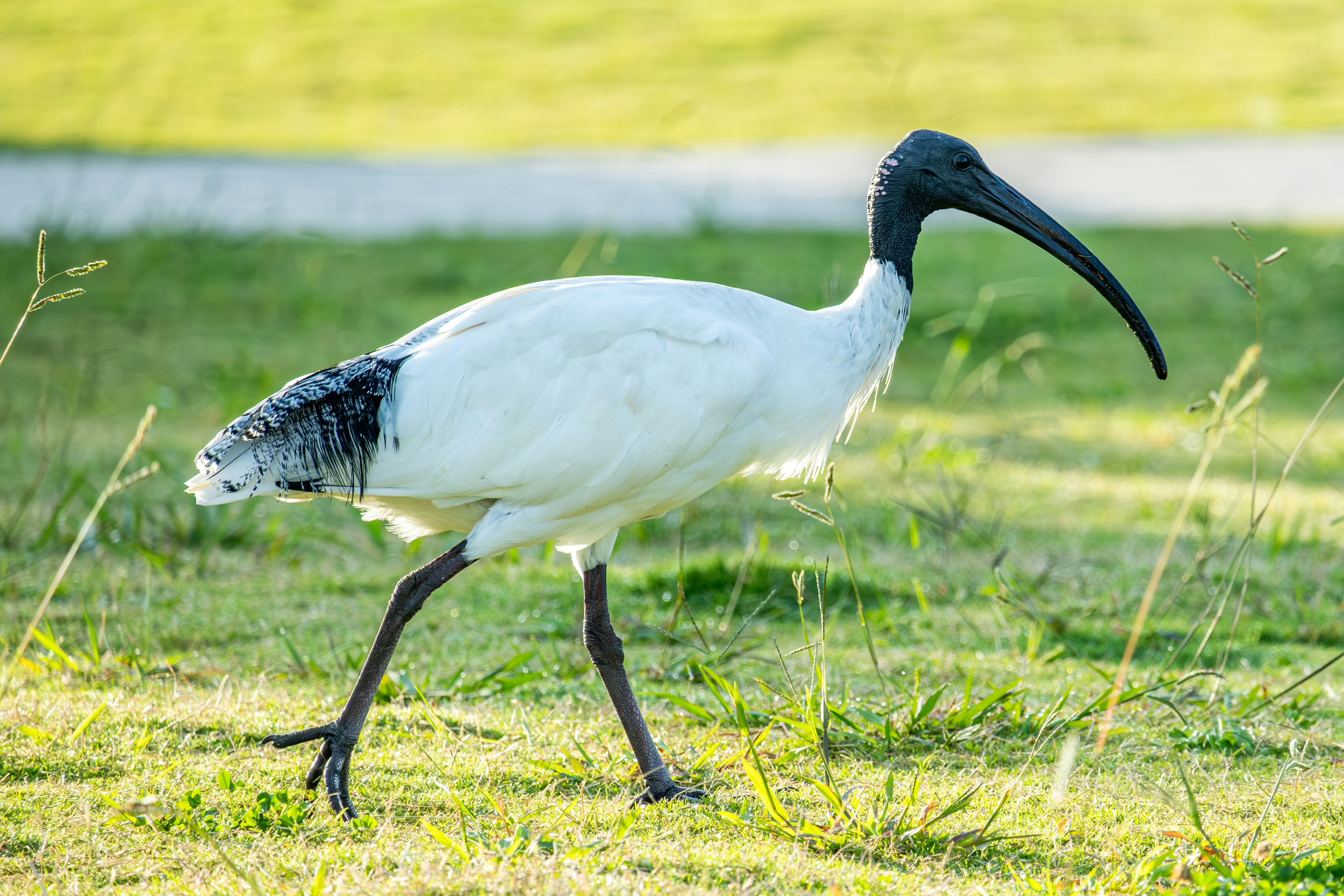 A White Ibis Strides Across Sunlit Grass