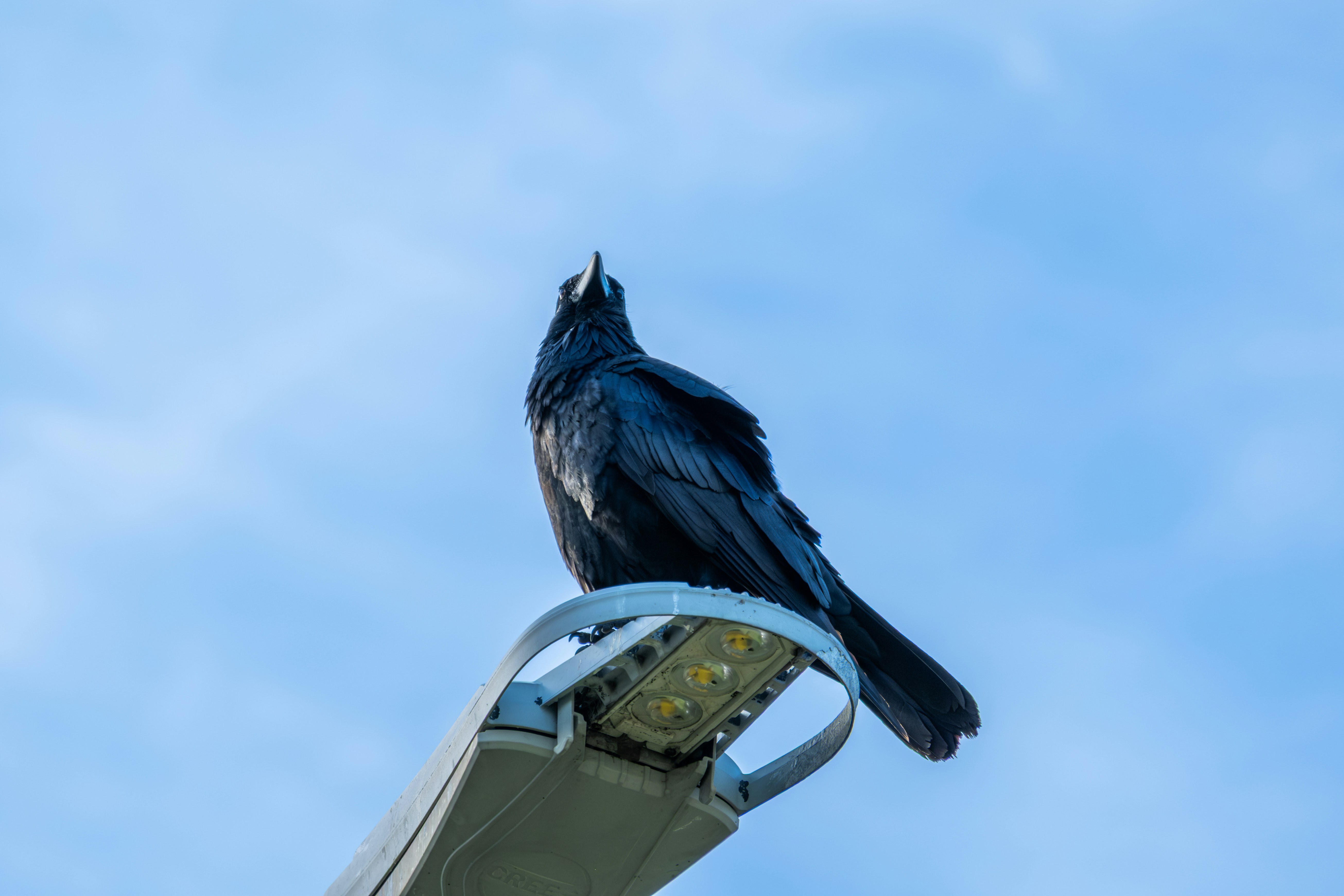 Black Crow Perched atop a Streetlight Against a Clear Sky