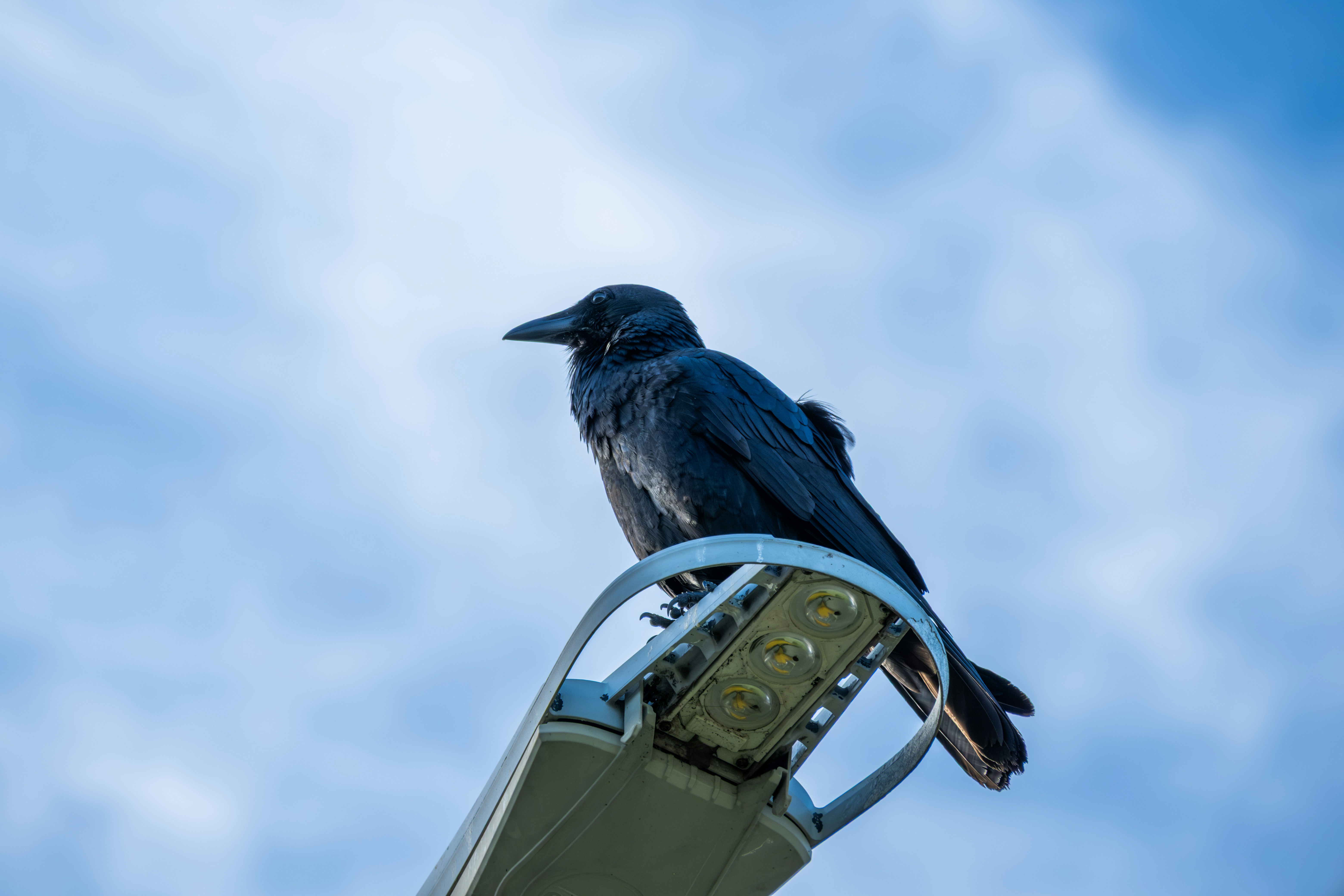 Raven Sentinel perching atop a streetlamp against a bright blue sky