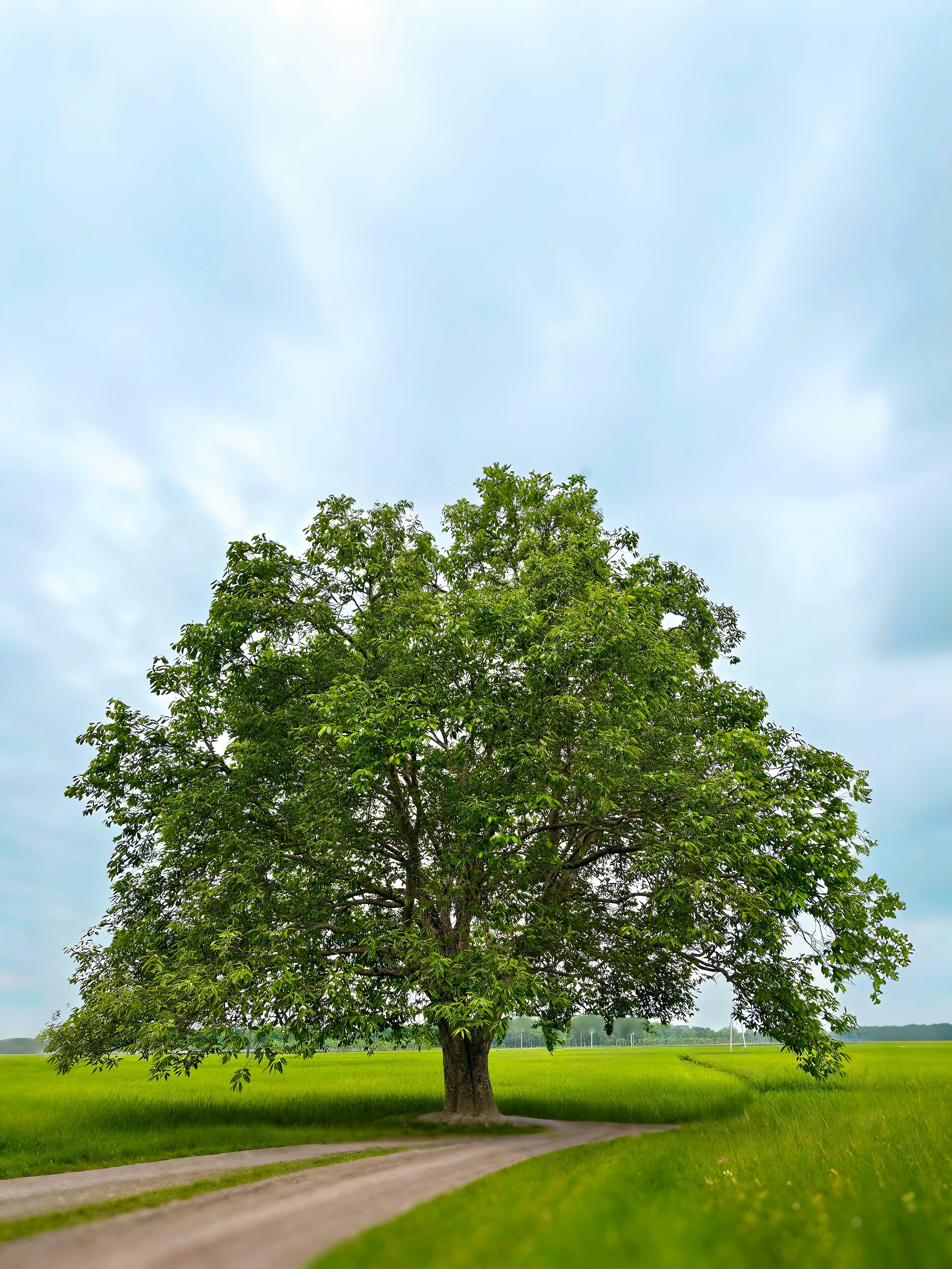 Verdant Sentinel: a lone tree beside a winding dirt road