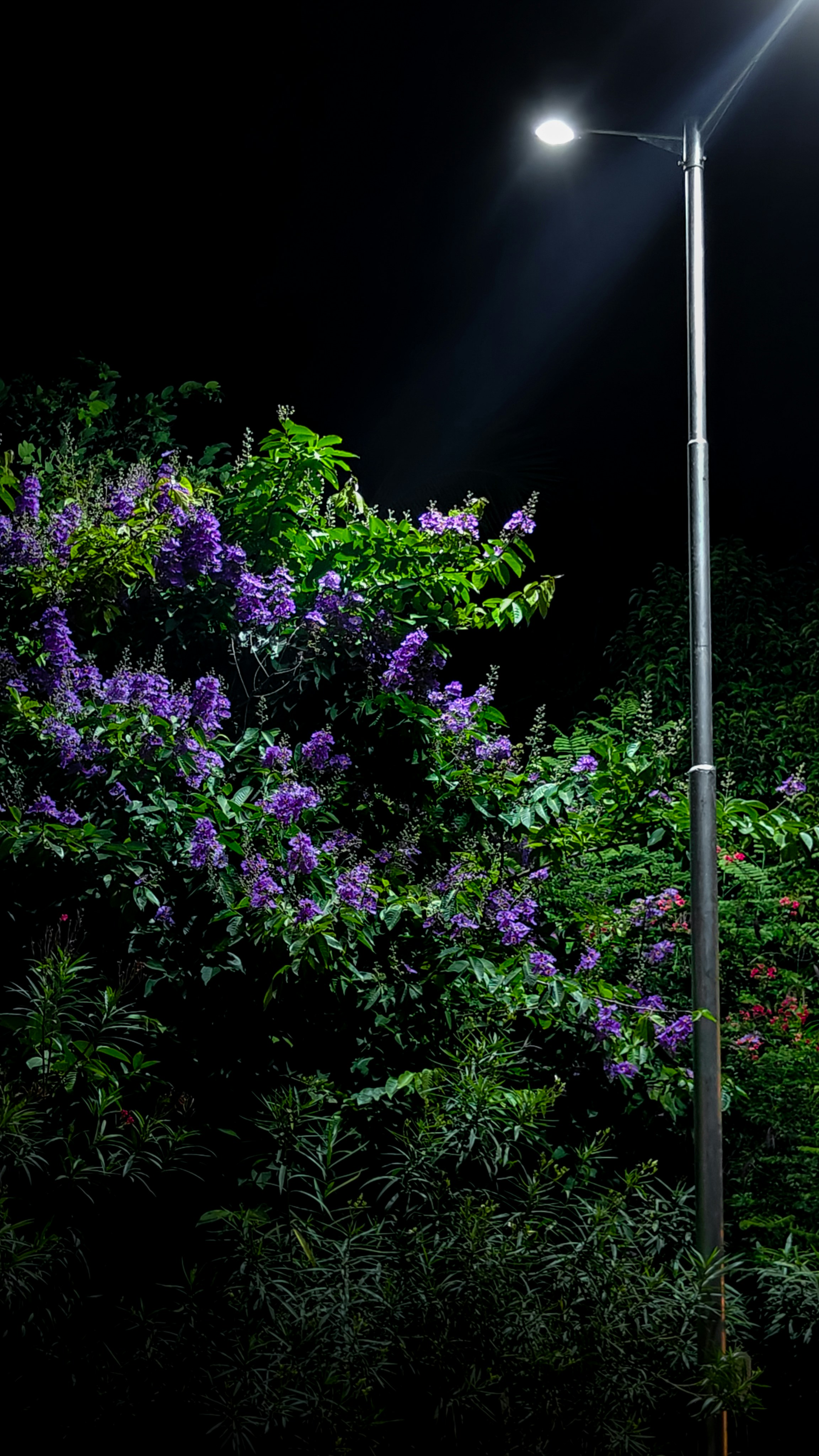 Night Glow: Lilac Bloom Under Streetlight