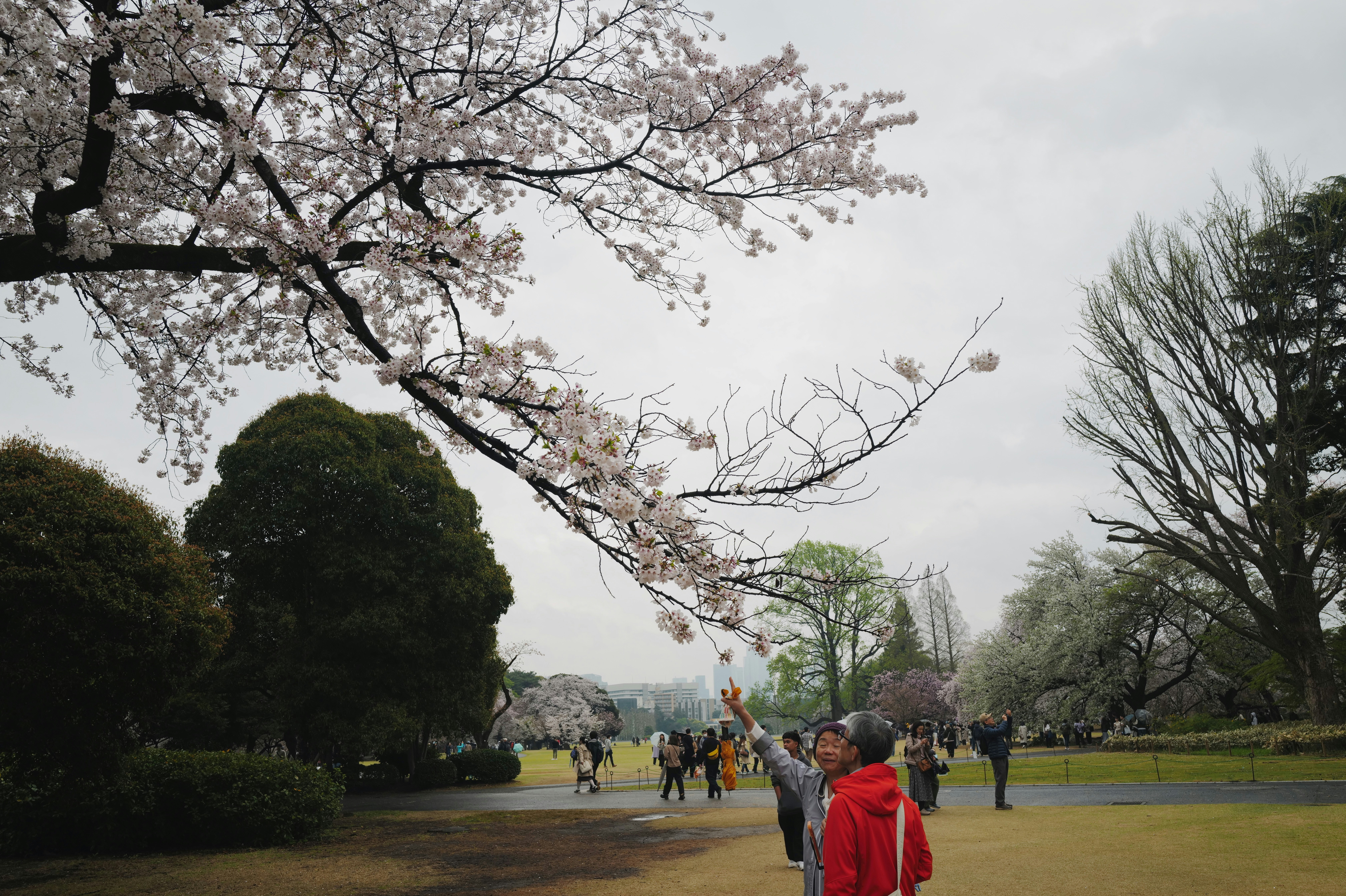 Cherry Boulevard: A Moment Beneath Blooming Arcs