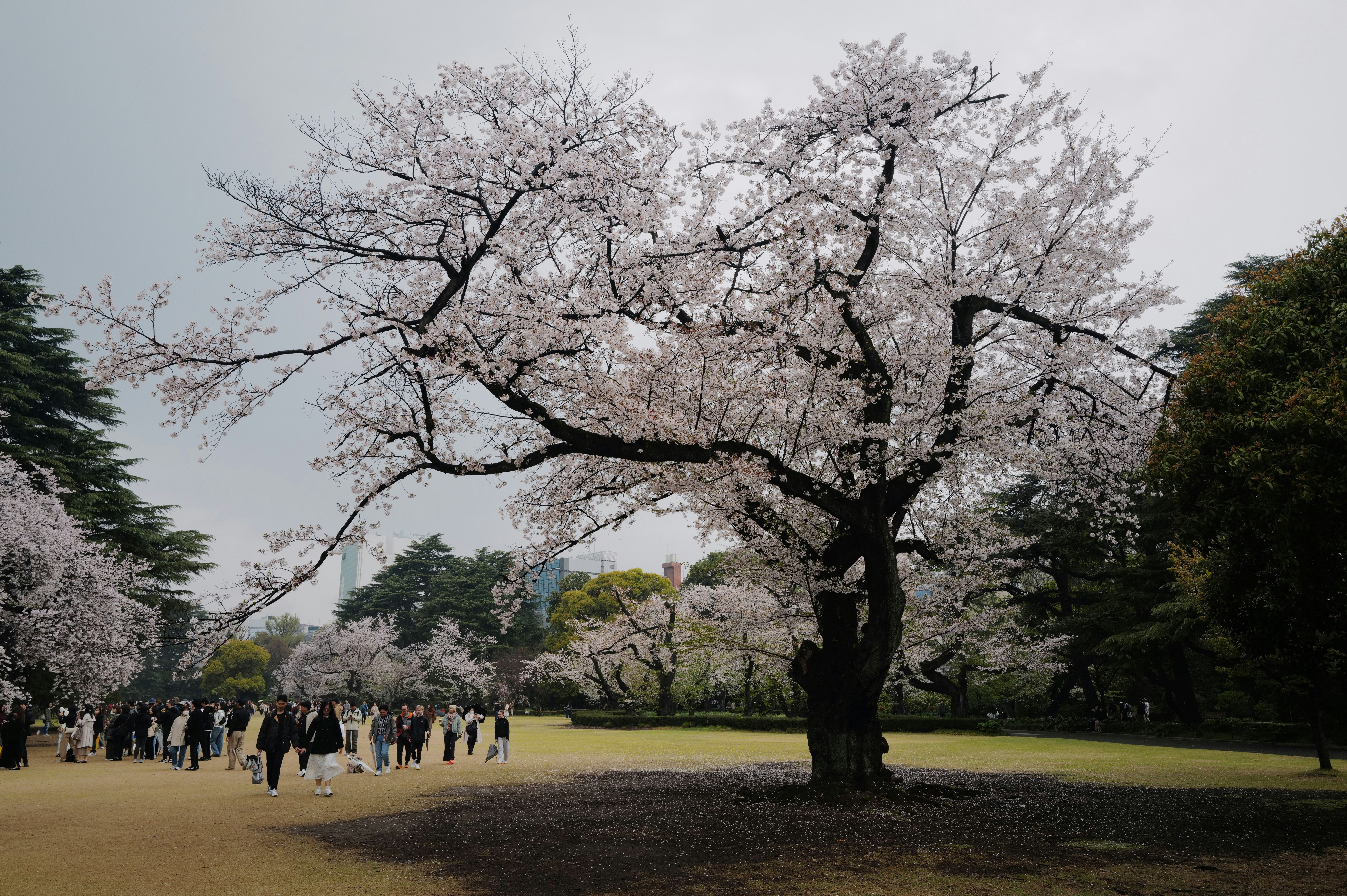 Blossom Canopy Over The Garden Parade