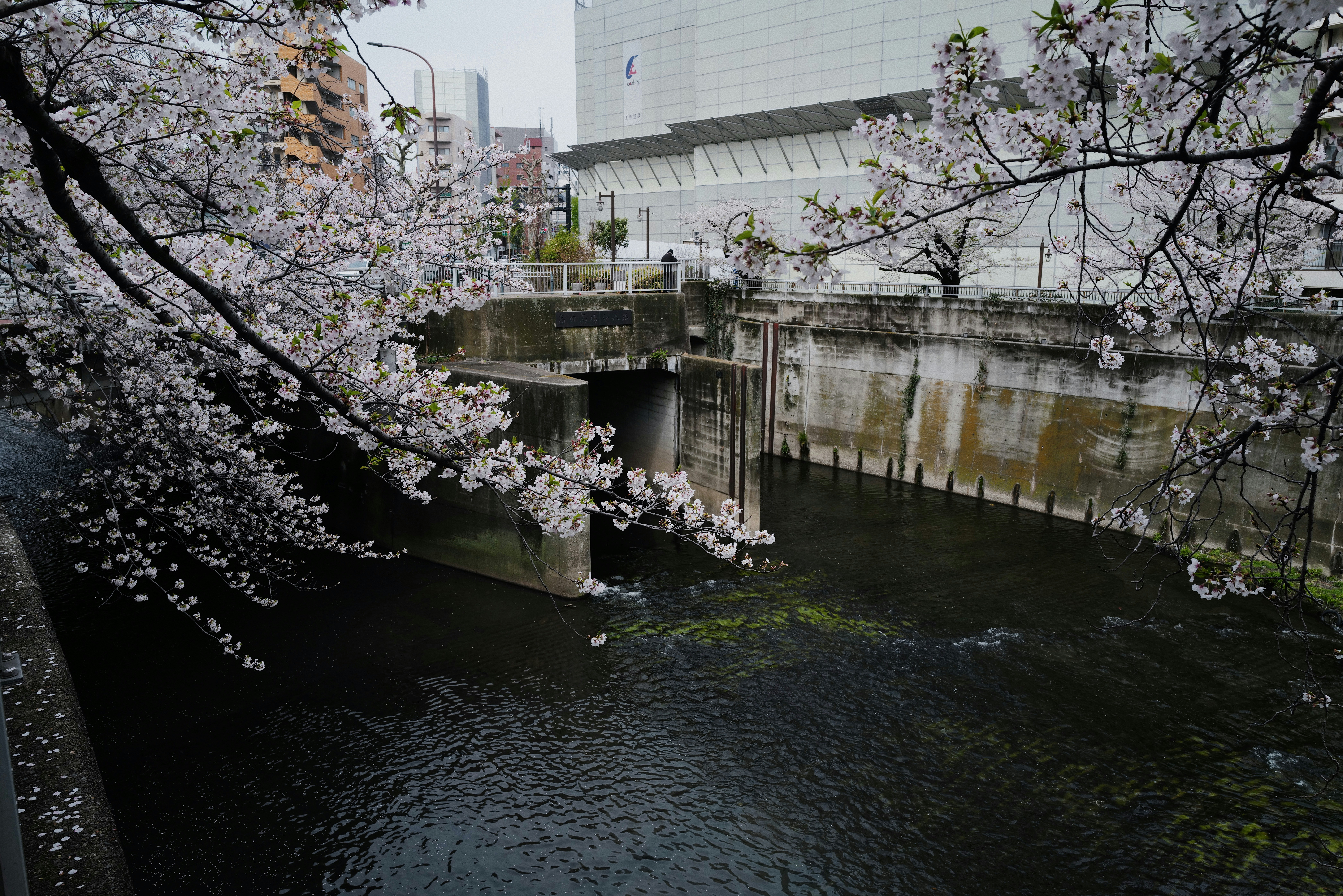 Cherry Blossoms Over a Quiet Urban Channel
