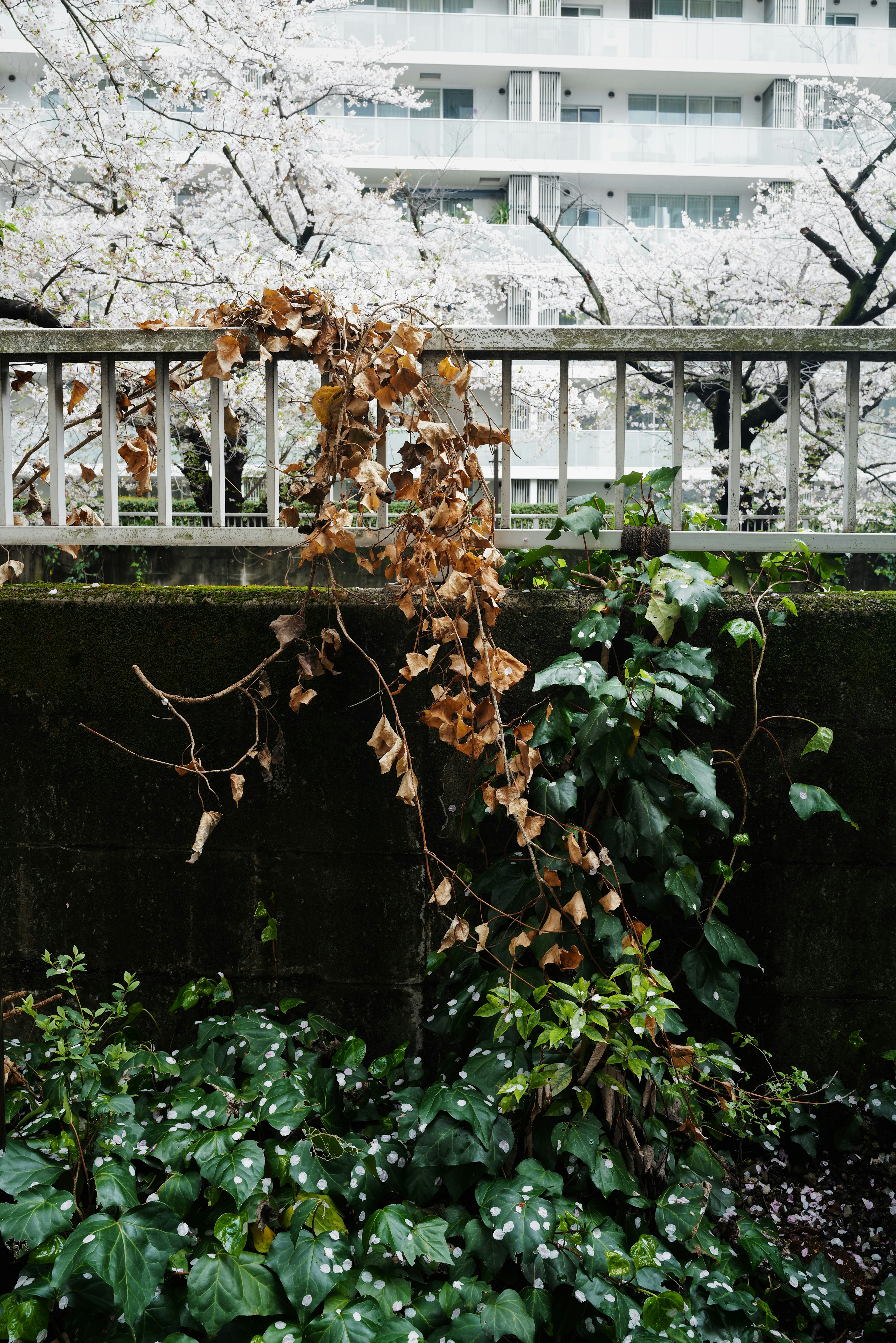 Ivy Crowned by Concrete: Blooming Tangles at the Edge of an Urban Terrace