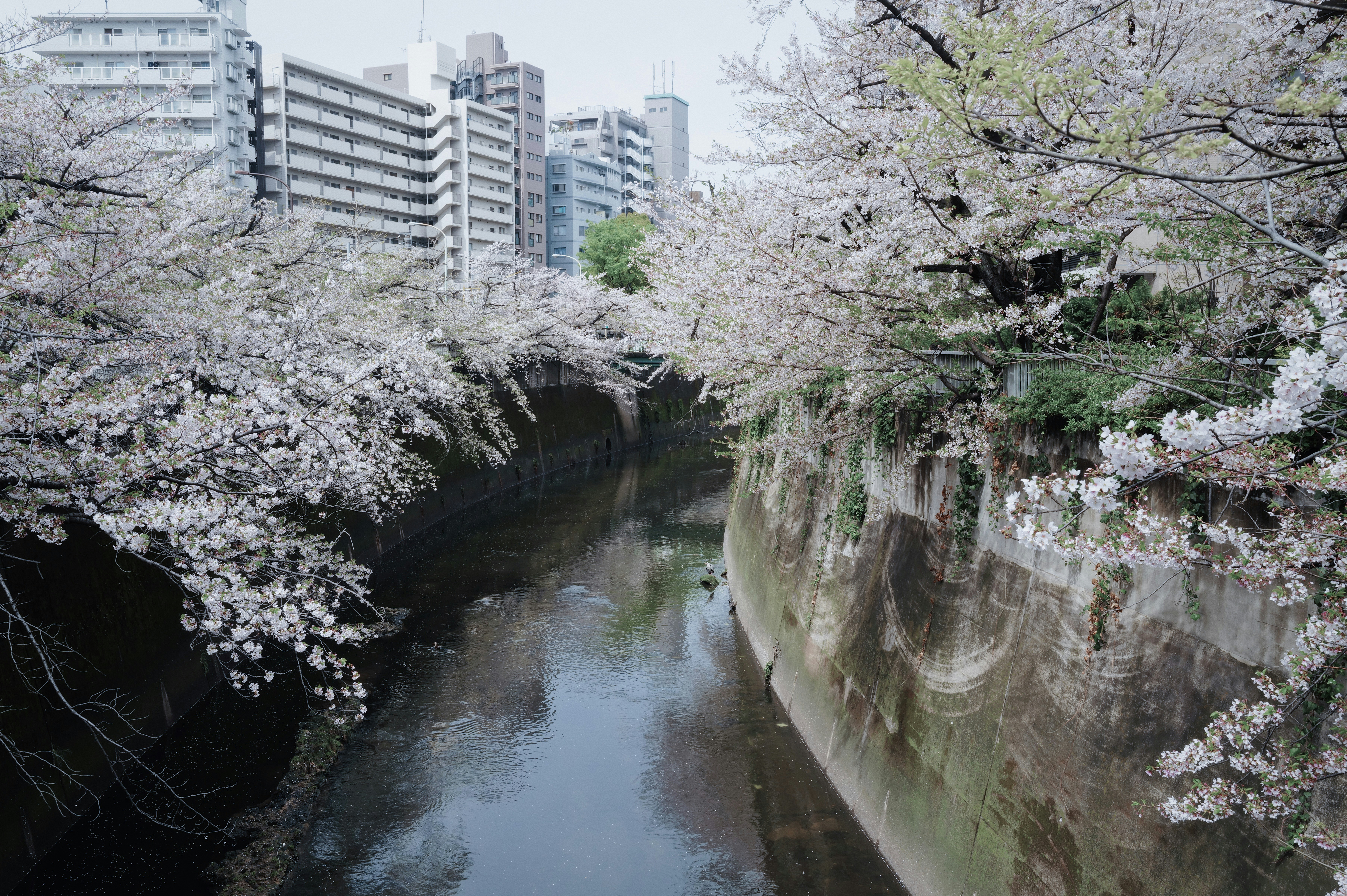 Blossoms Over the Channel: Urban River Amid Cherry Trees