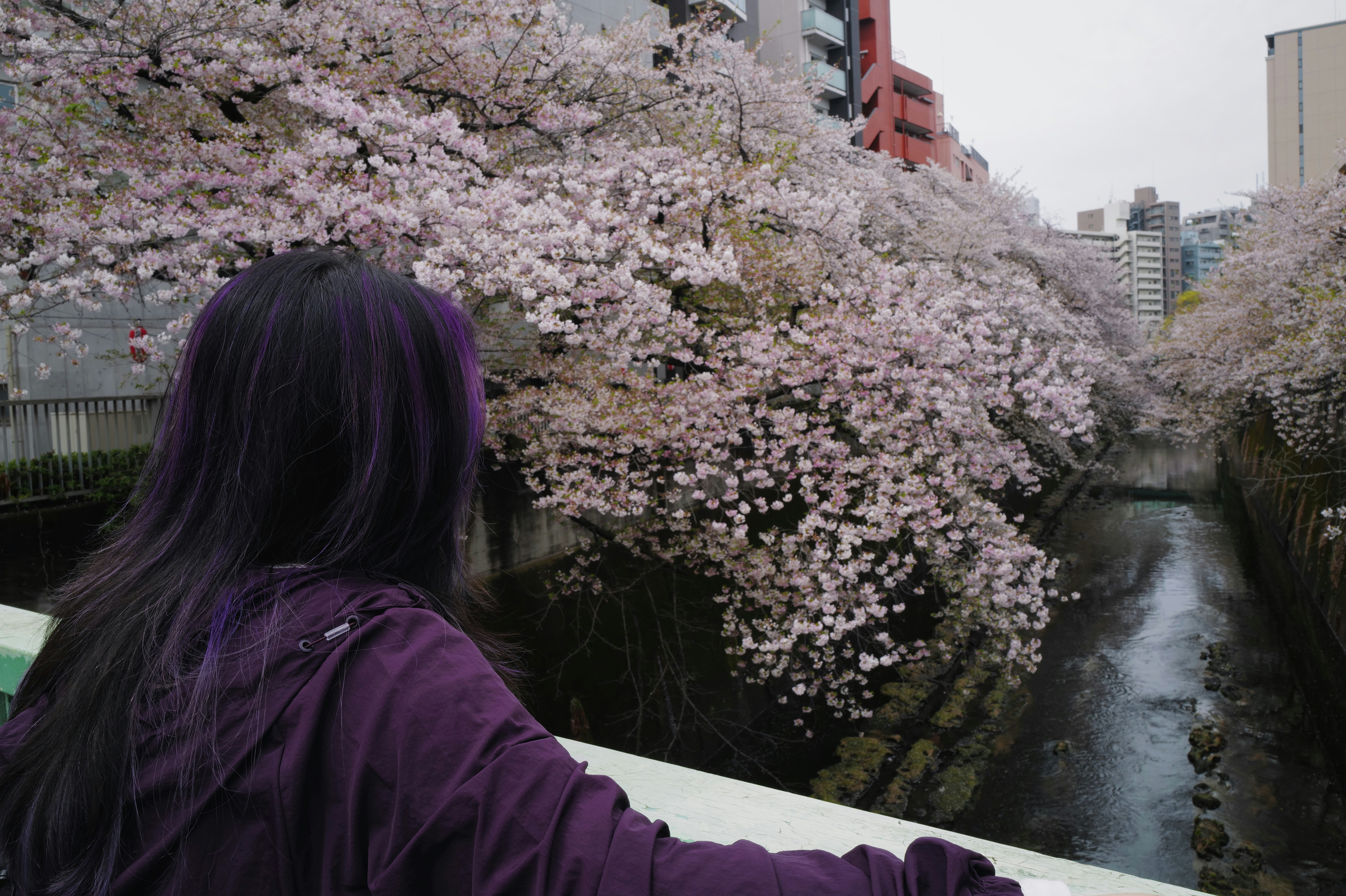 Purple-haired Observer at the Cherry River Corridor