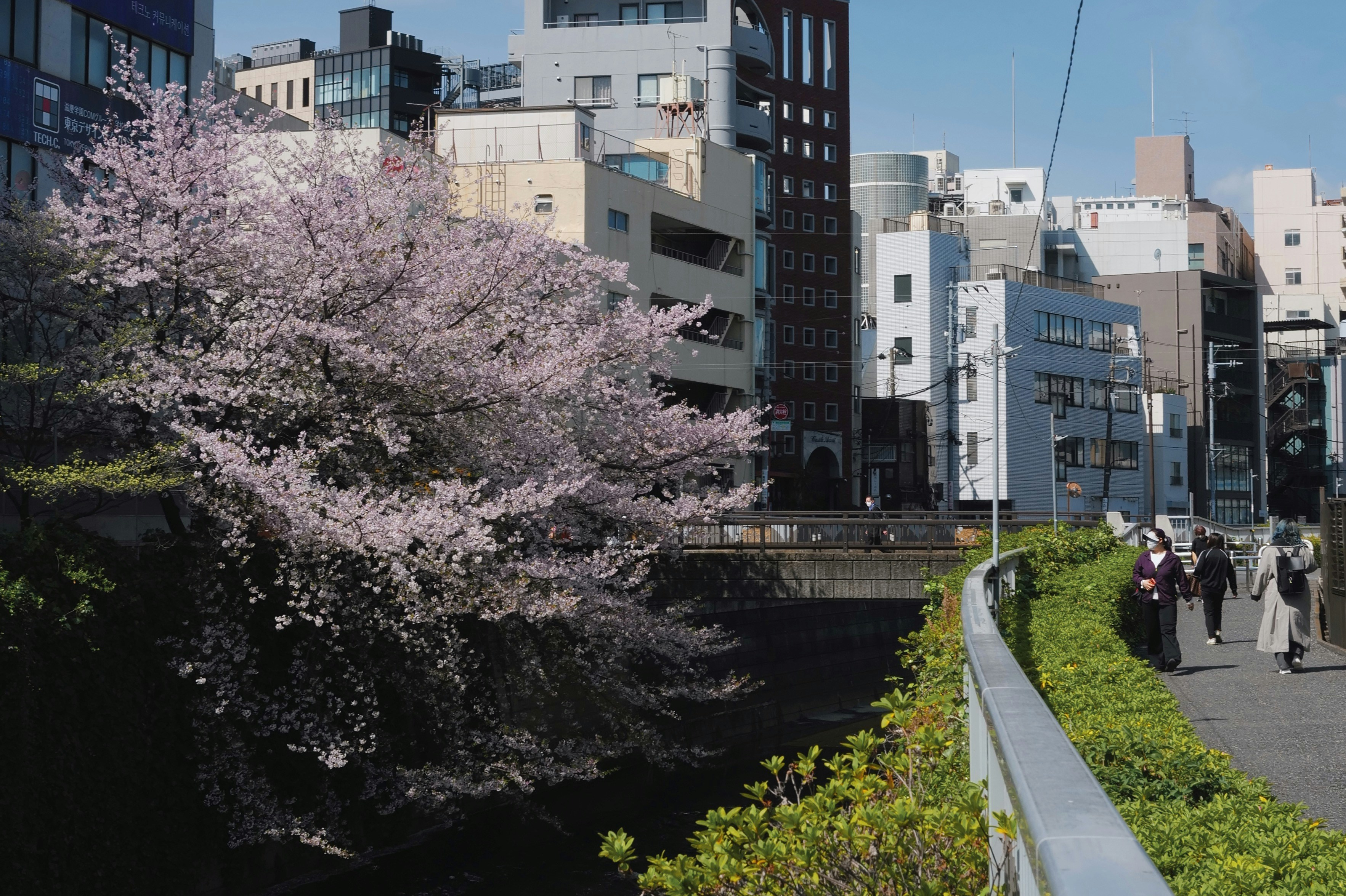 Cherry Blossom Overcity: A Riverside Walk Under Urban Cherry Trees