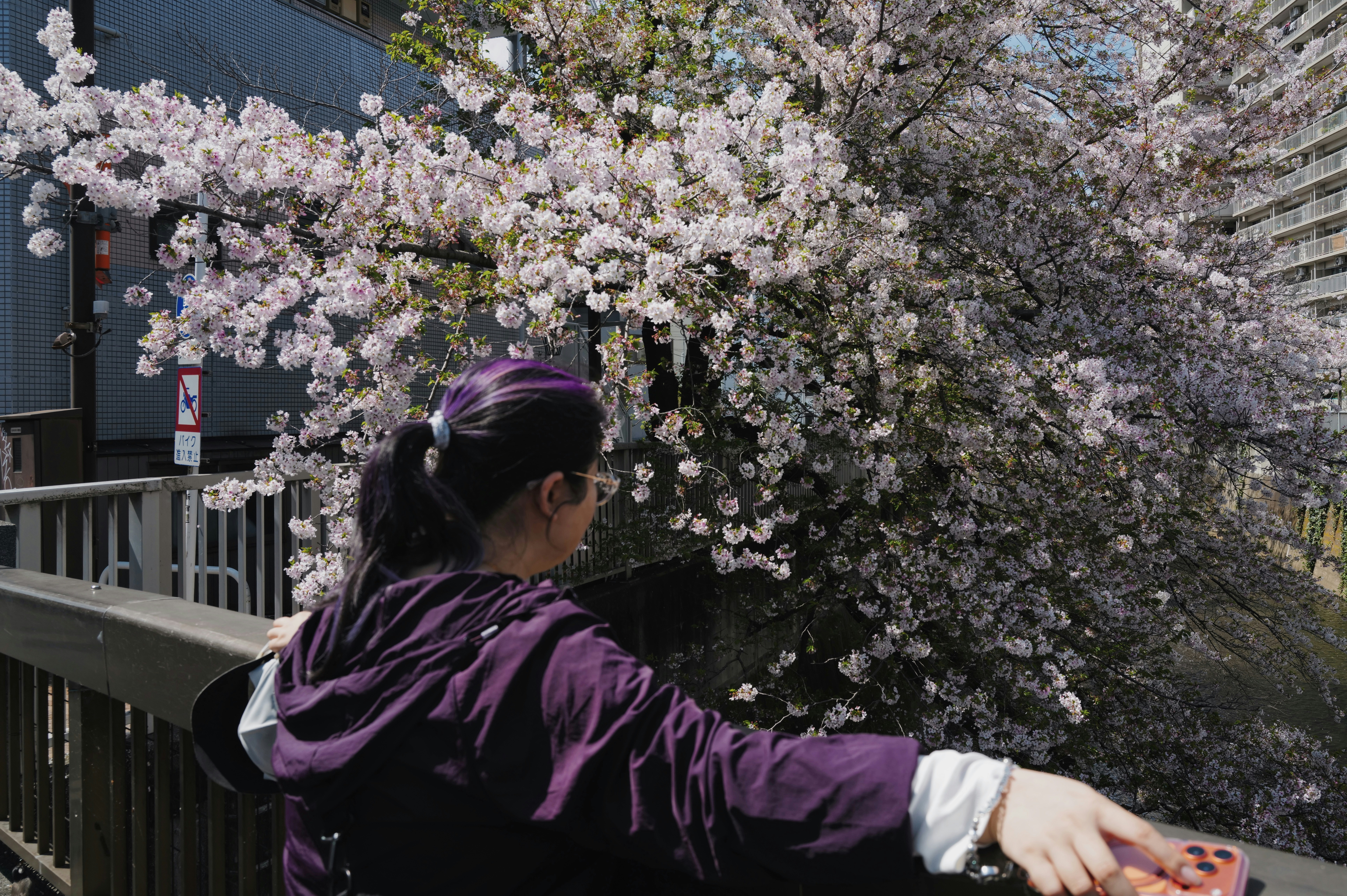 Cherry blossoms and a violet-hooded wanderer on a sunlit city balcony