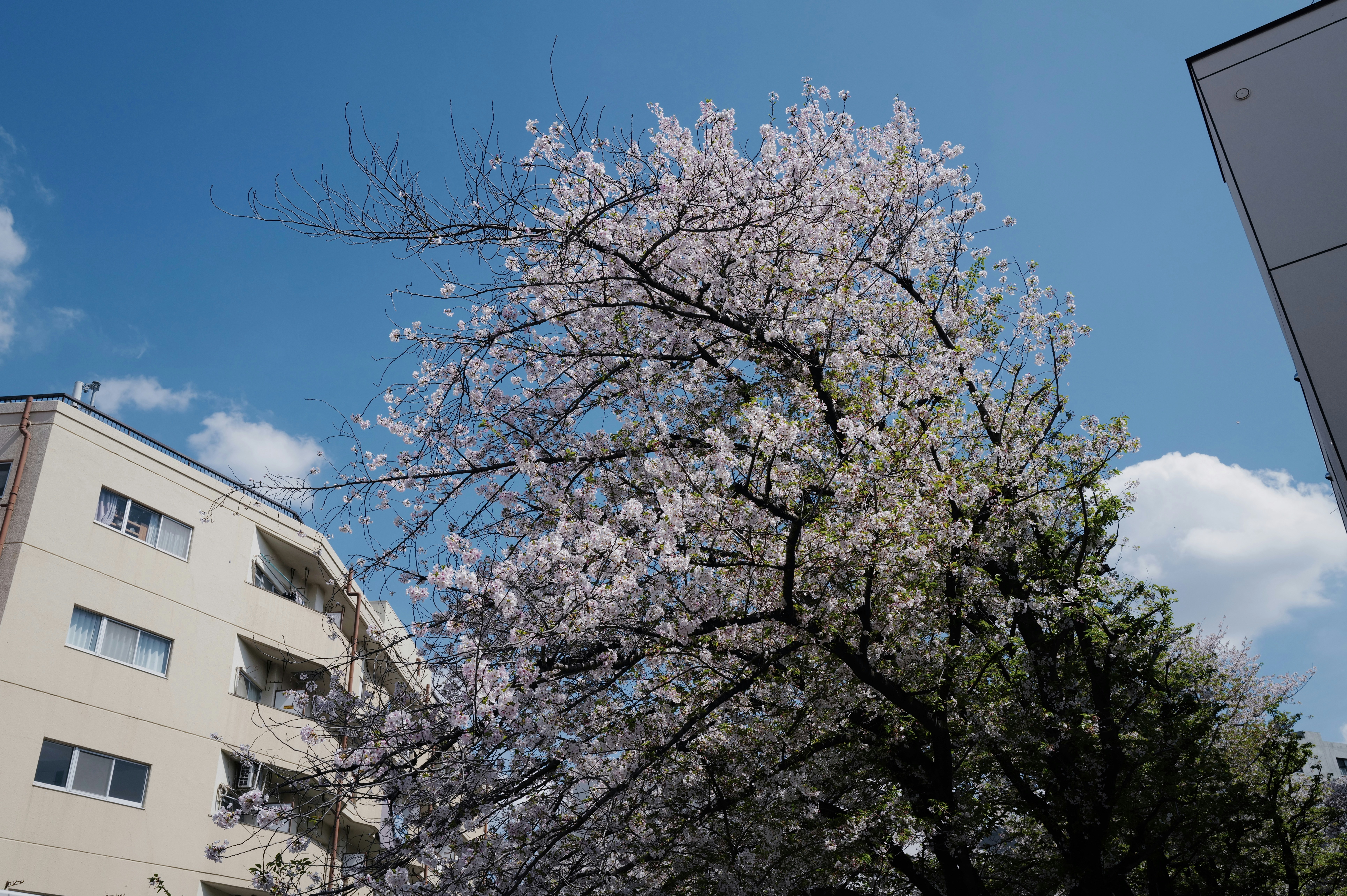 Blossoms Against the Urban Sky