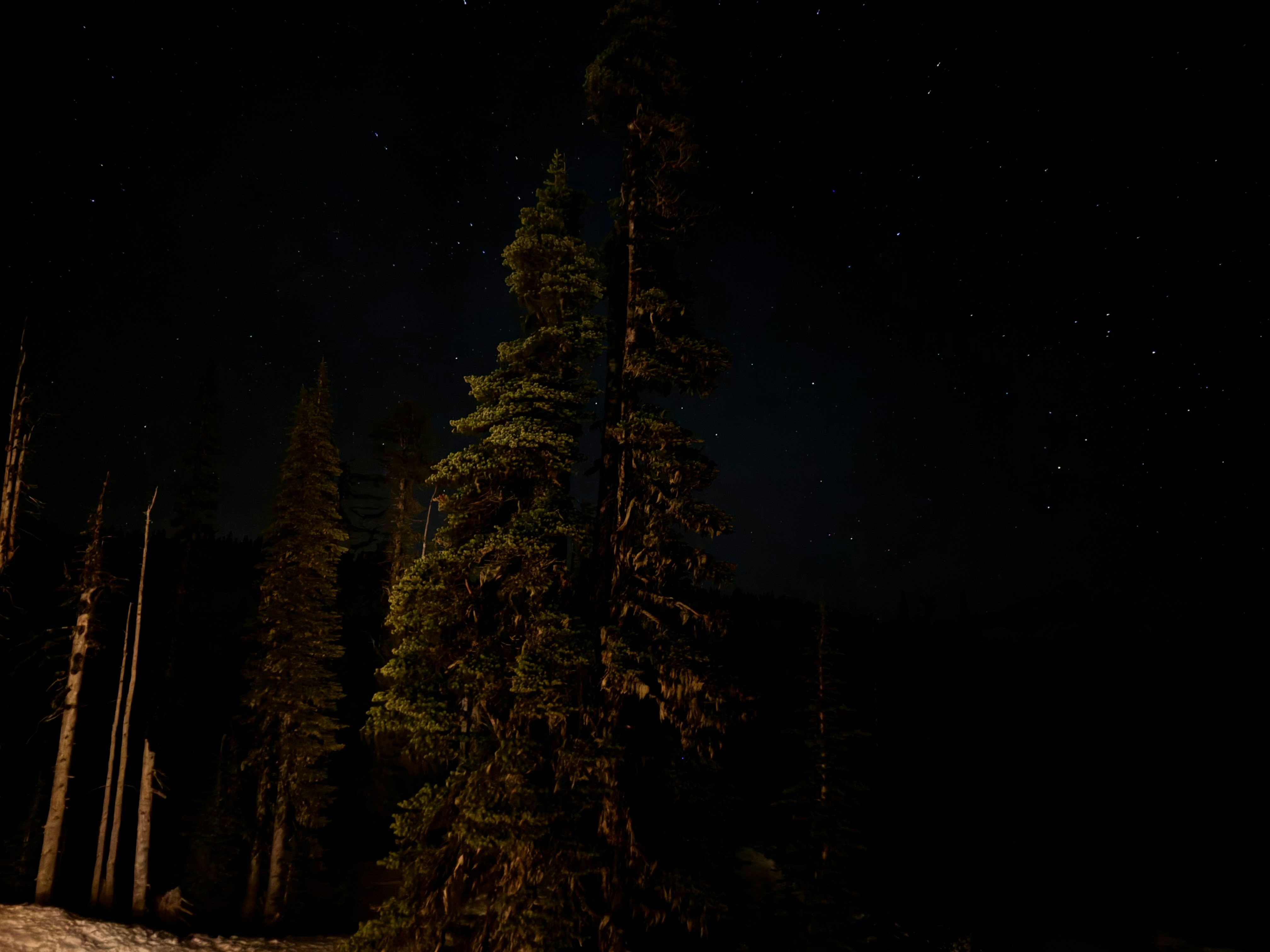 Star-Peaked Pines Under a Velvet Sky