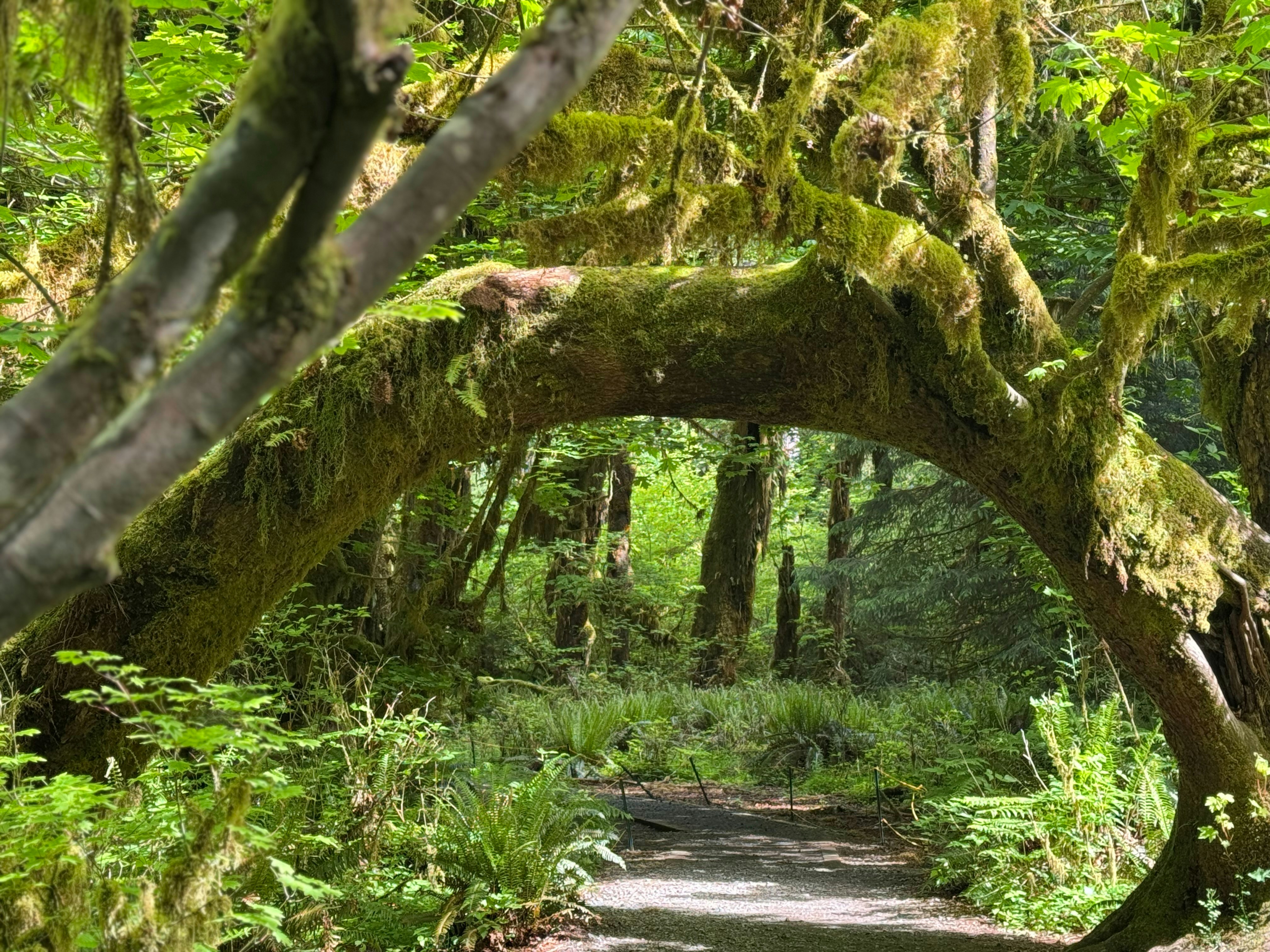 Arc of mossy green: a woodland tunnel along a sunlit path
