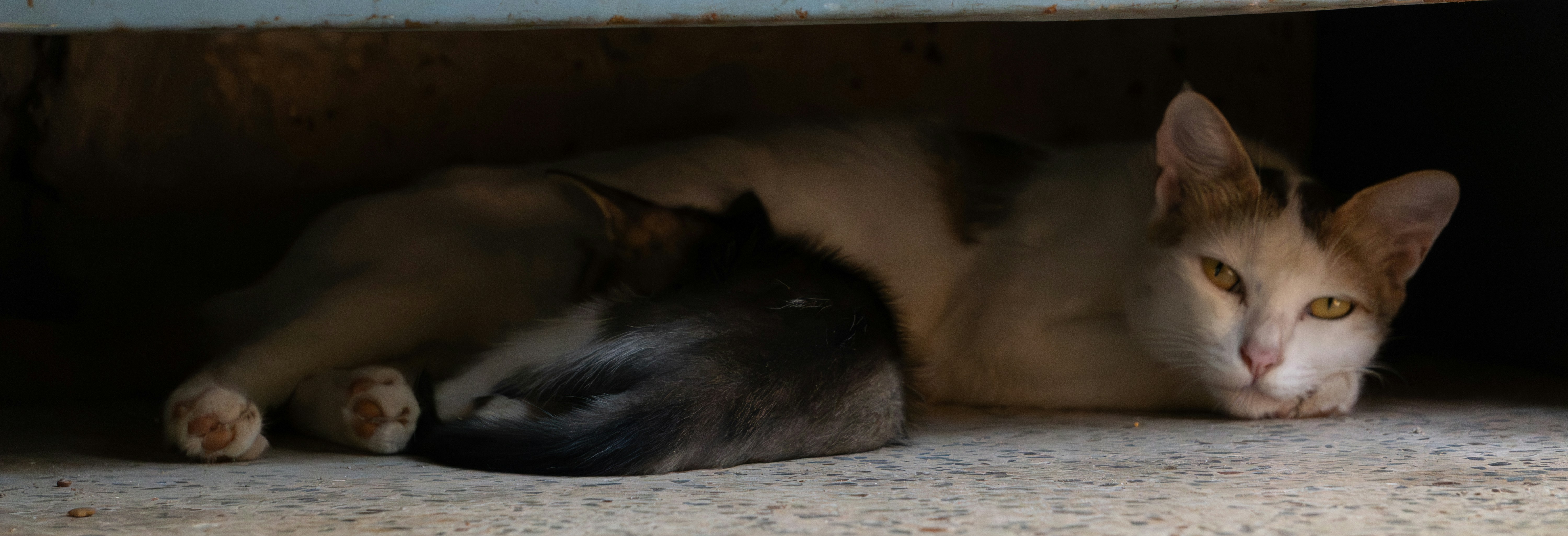 Cat Resting in the Shadow Under a Doorway