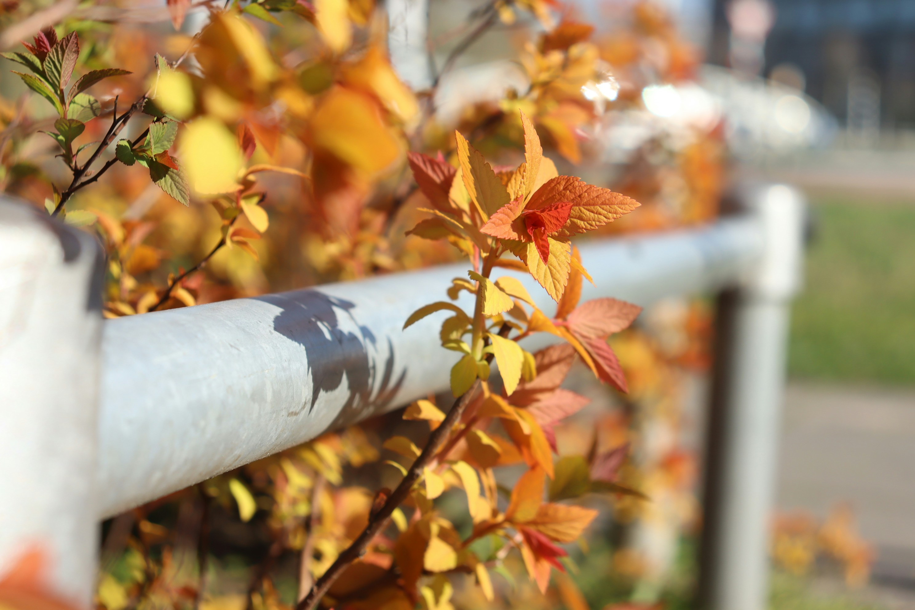Autumn Railing Glow: Leaves Clinging to a Weathered Barrier