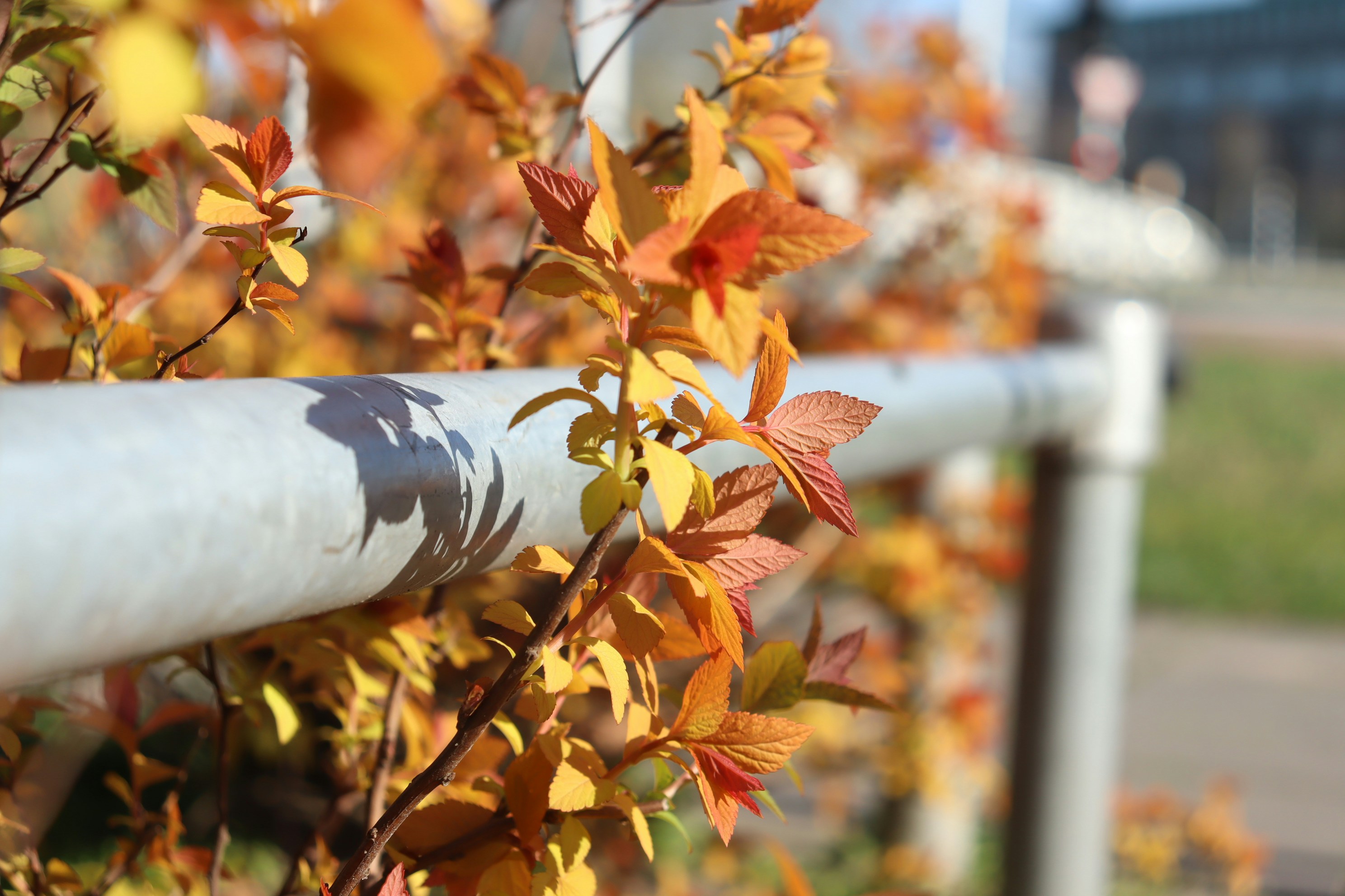 Autumn Vines Grip a Painted Rail