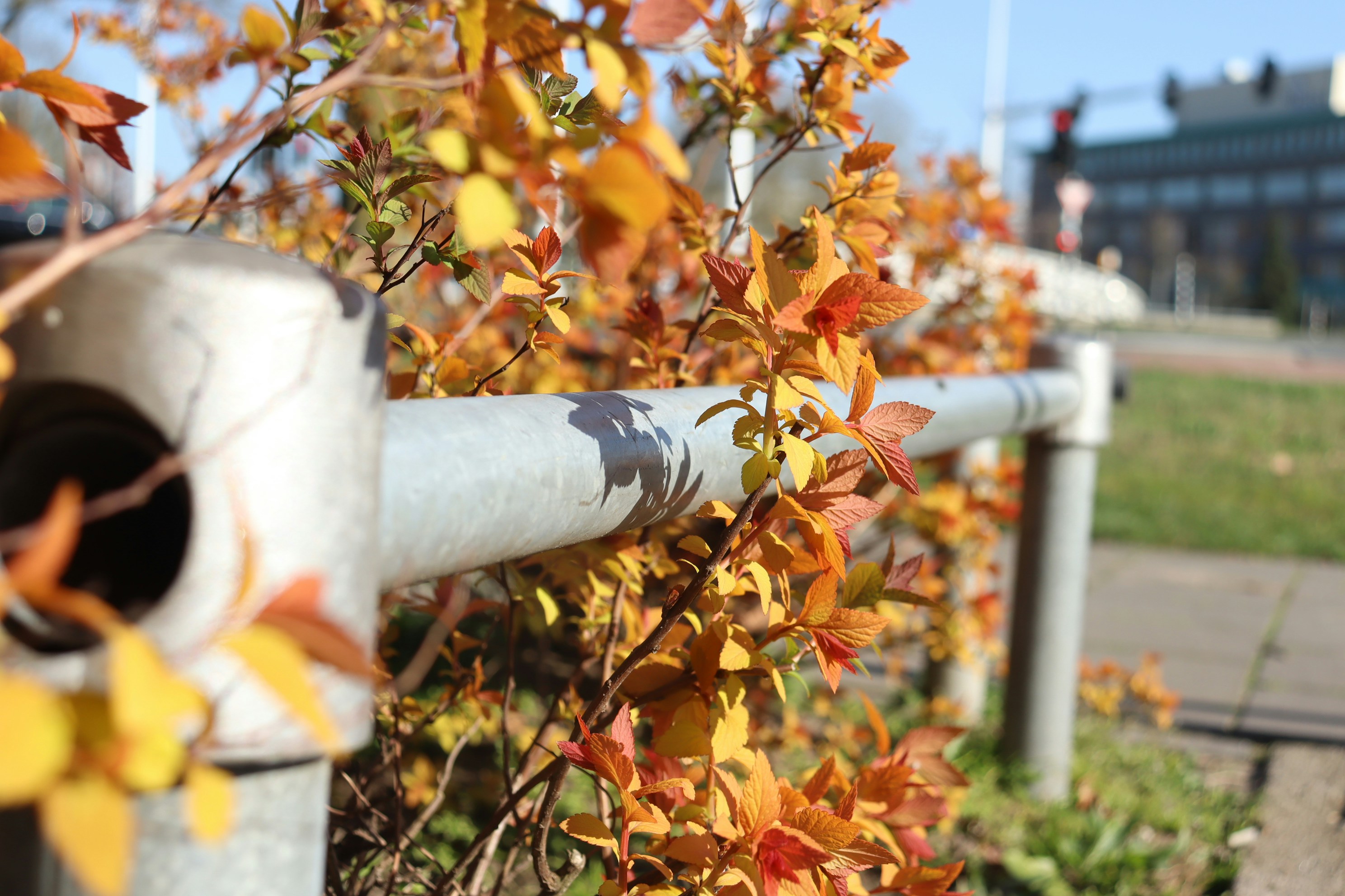 Autumn Rail: Leaves Cling to a Gap in the Metal Barrier