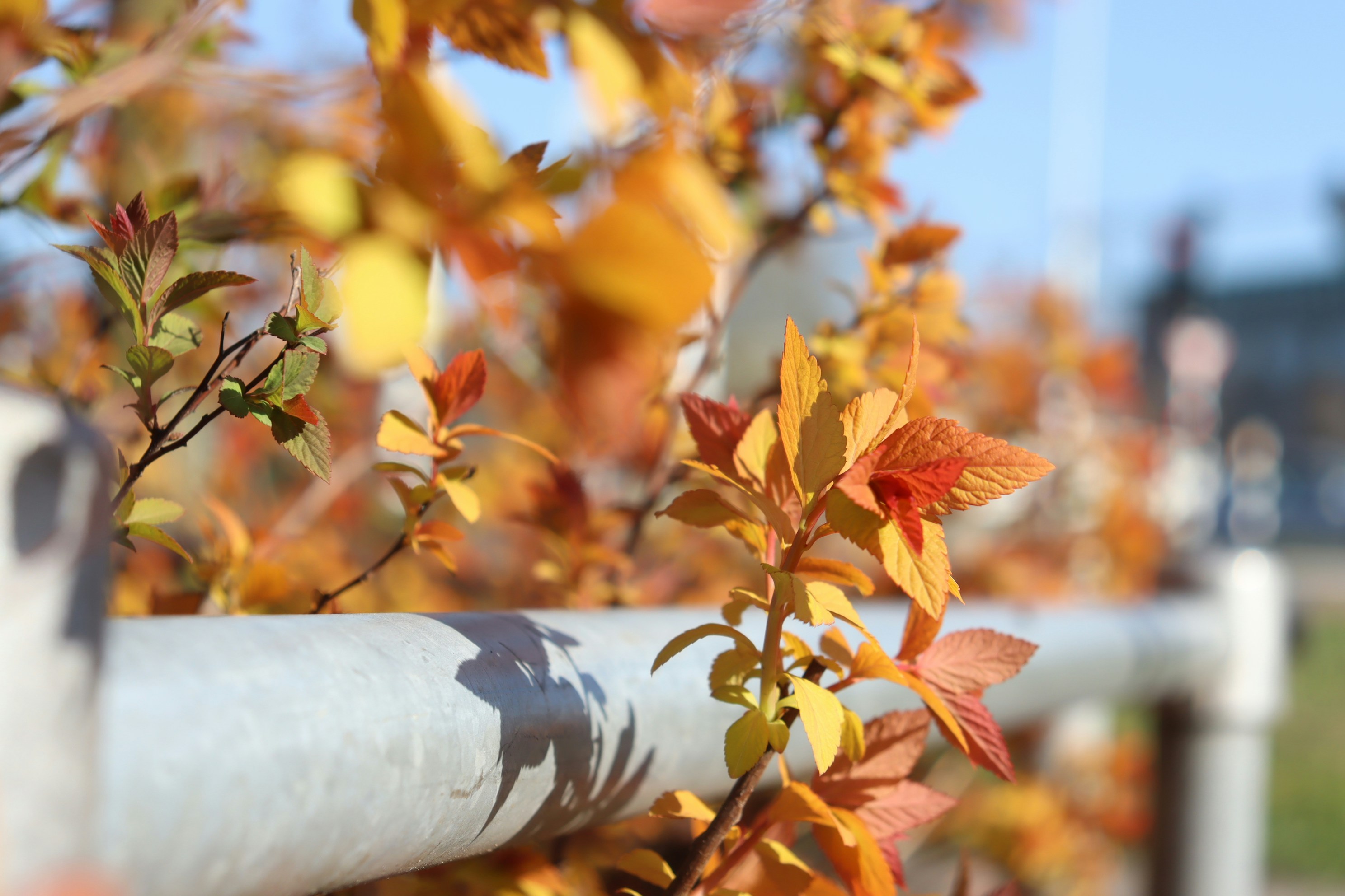 Autumn Railcrest: Sunlit Leaves Cling to a Weathered Guardrail