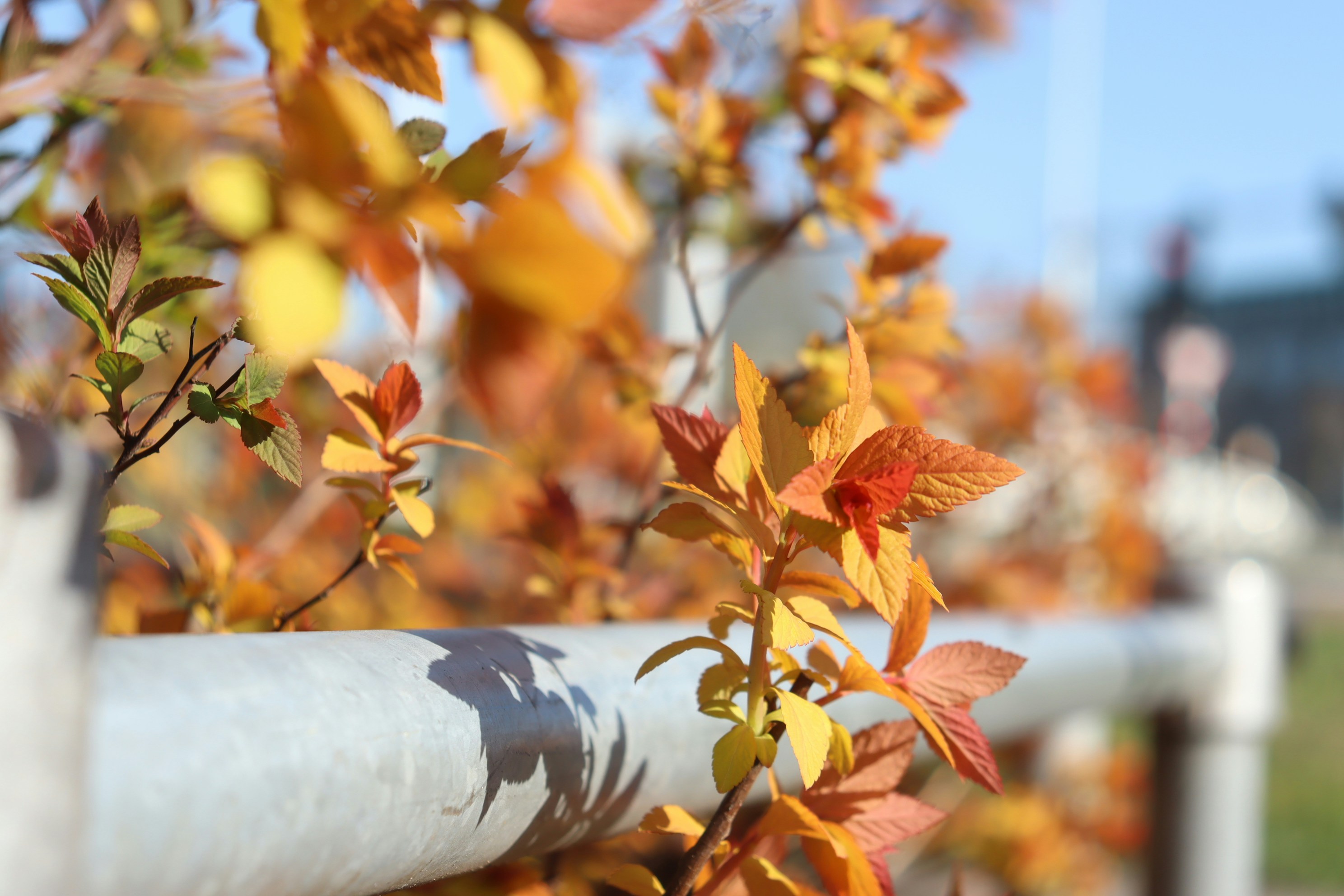 Autumn Foliage Clinging to a Metal Barrier