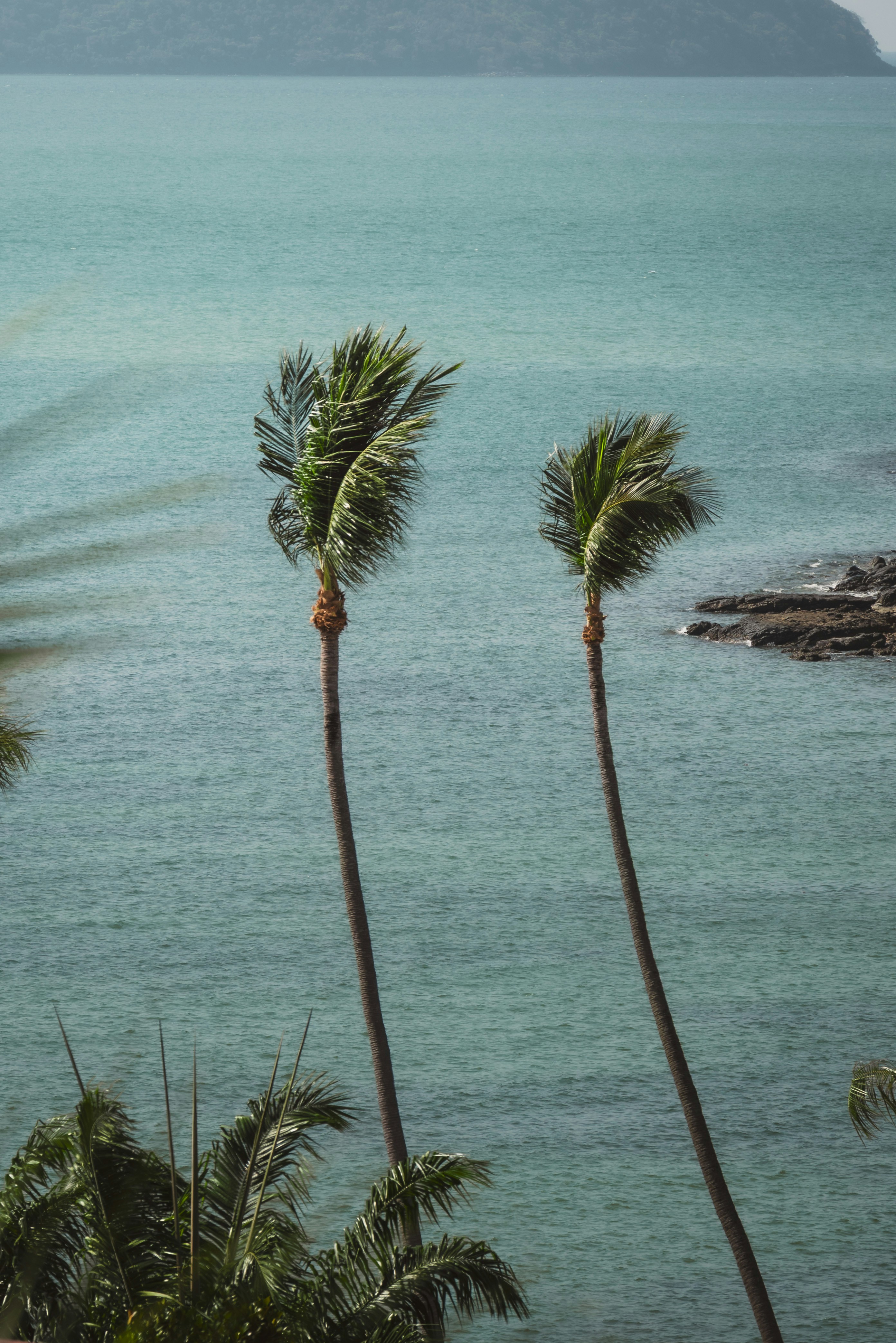Two Windward Palms Lean into a Turquoise Sea