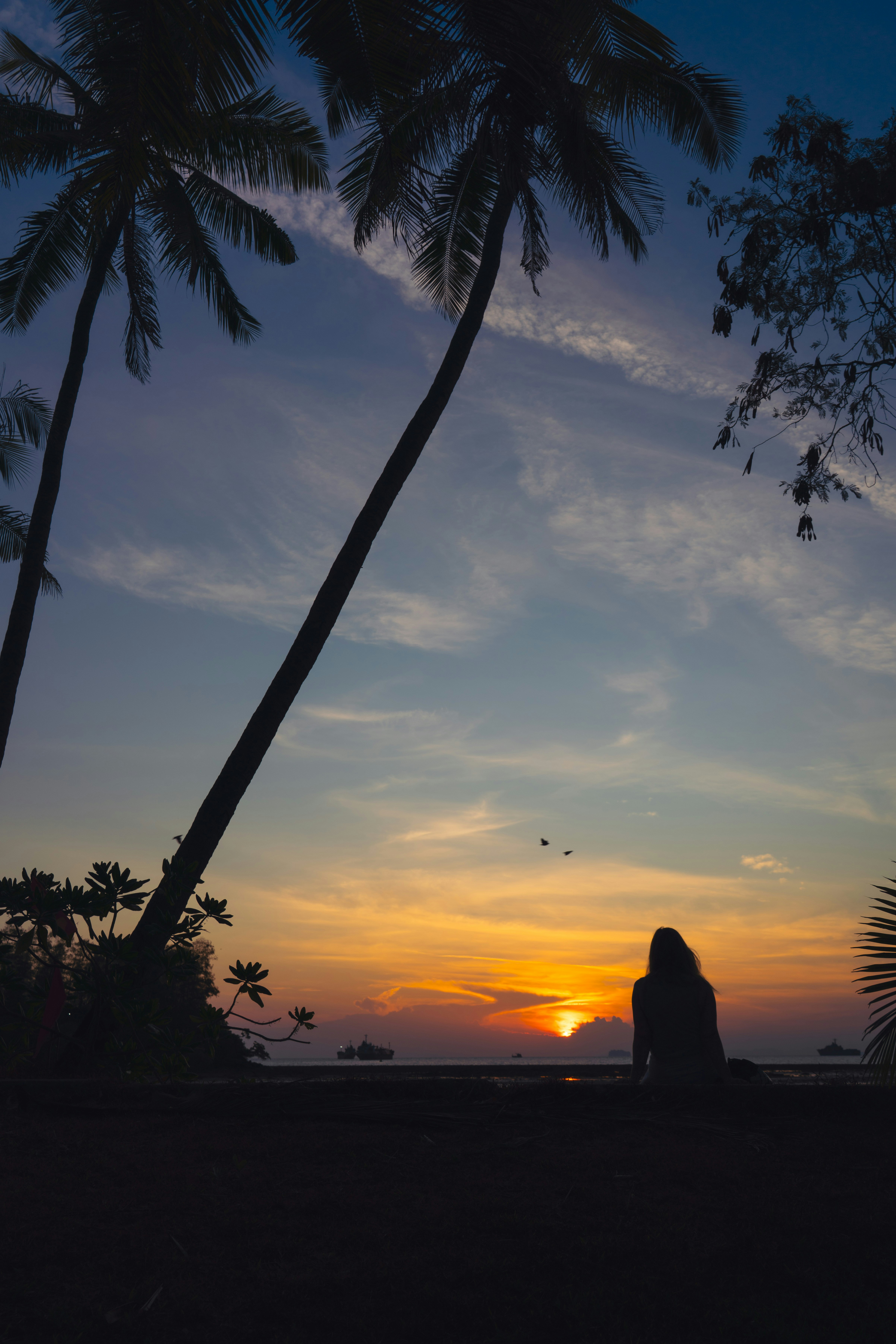 Sunset Silhouette Among Palm Arches