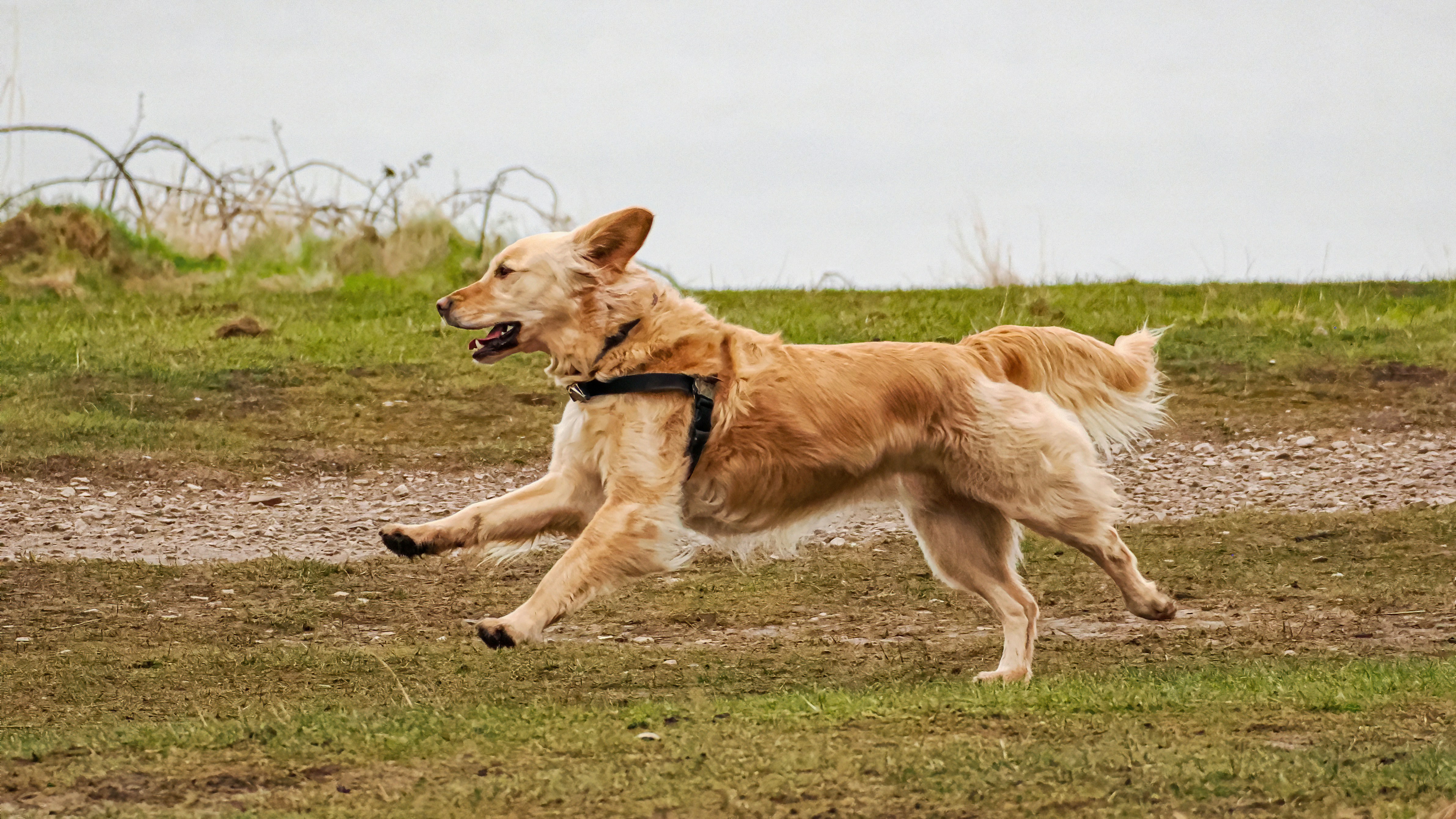 Golden Setter in Full Stride Across Open Field
