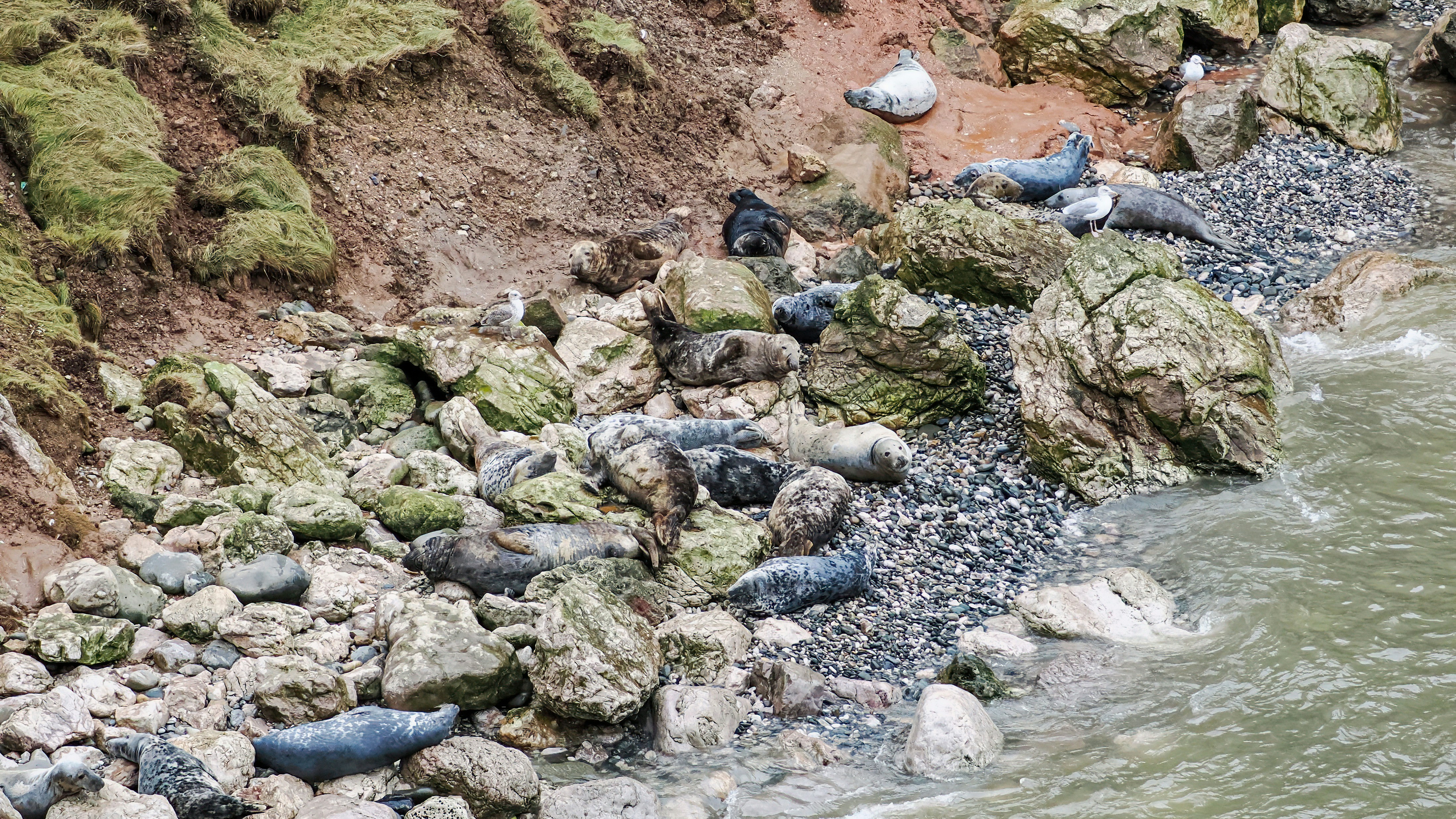 Rugged shoreline with mossy boulders and slow-tide stones