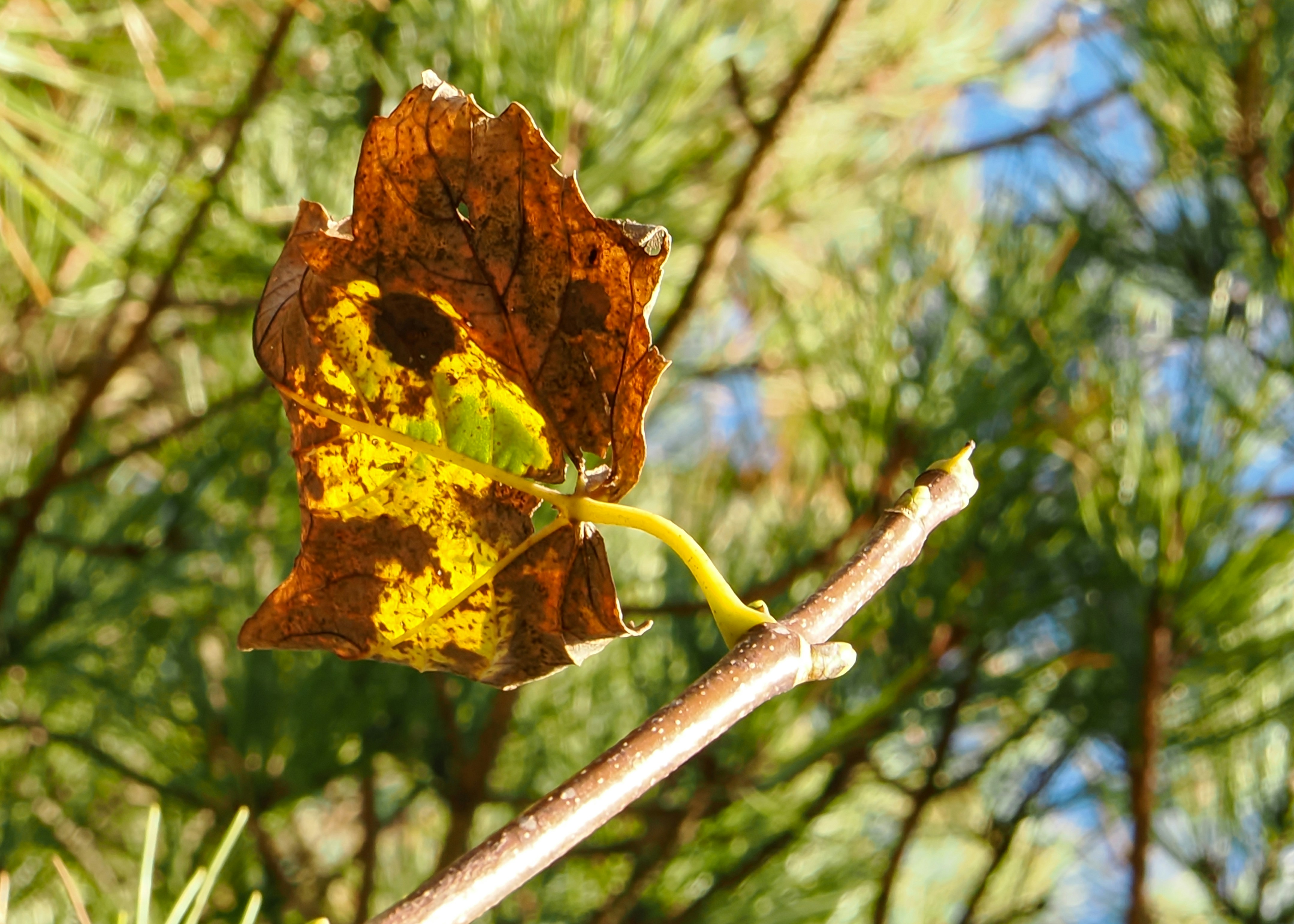 Single Autumn Leaf Clinges to a Slim Twig in Morning Light