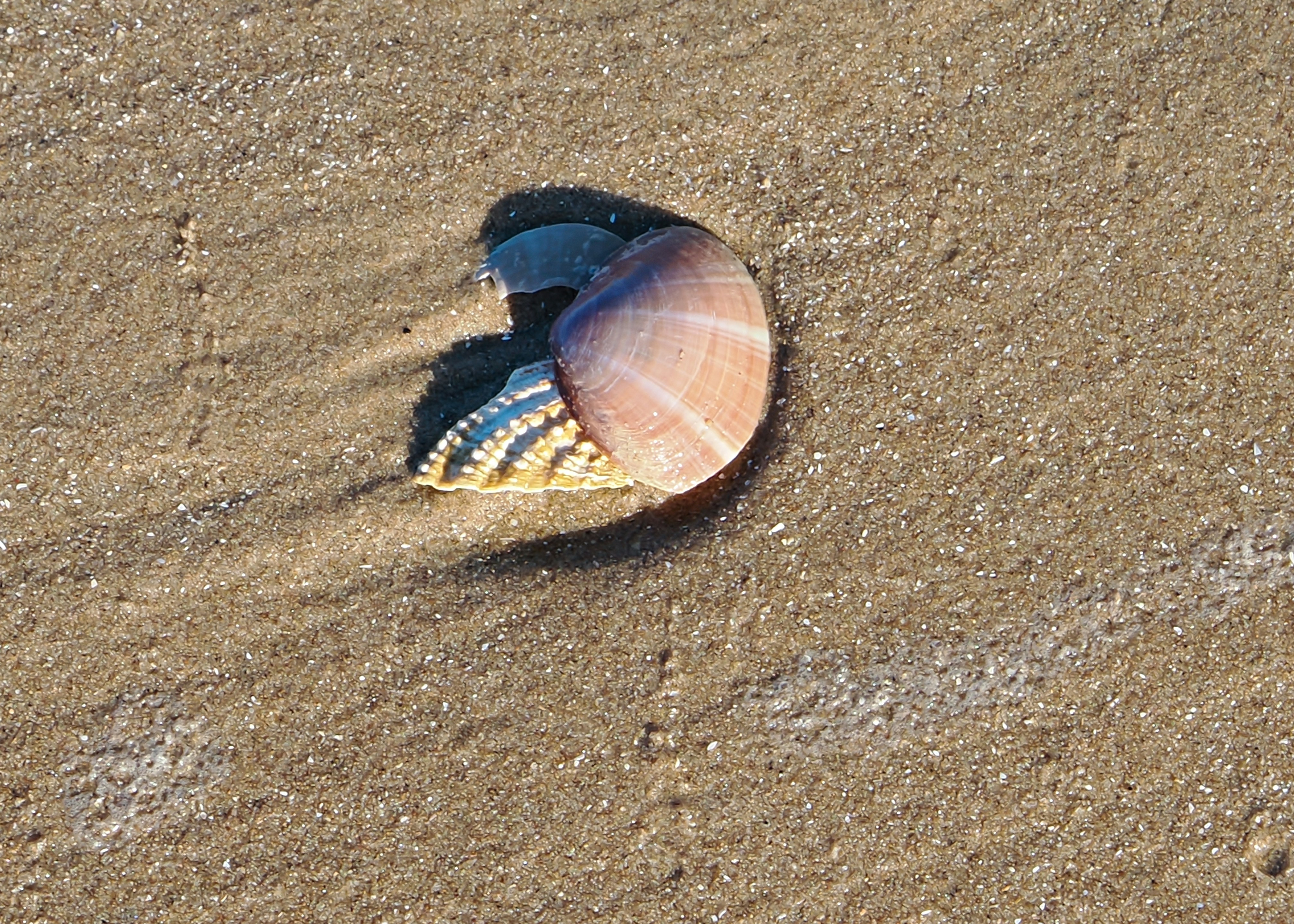 Sunlit Shell Half-Burrowed in Wet Sand