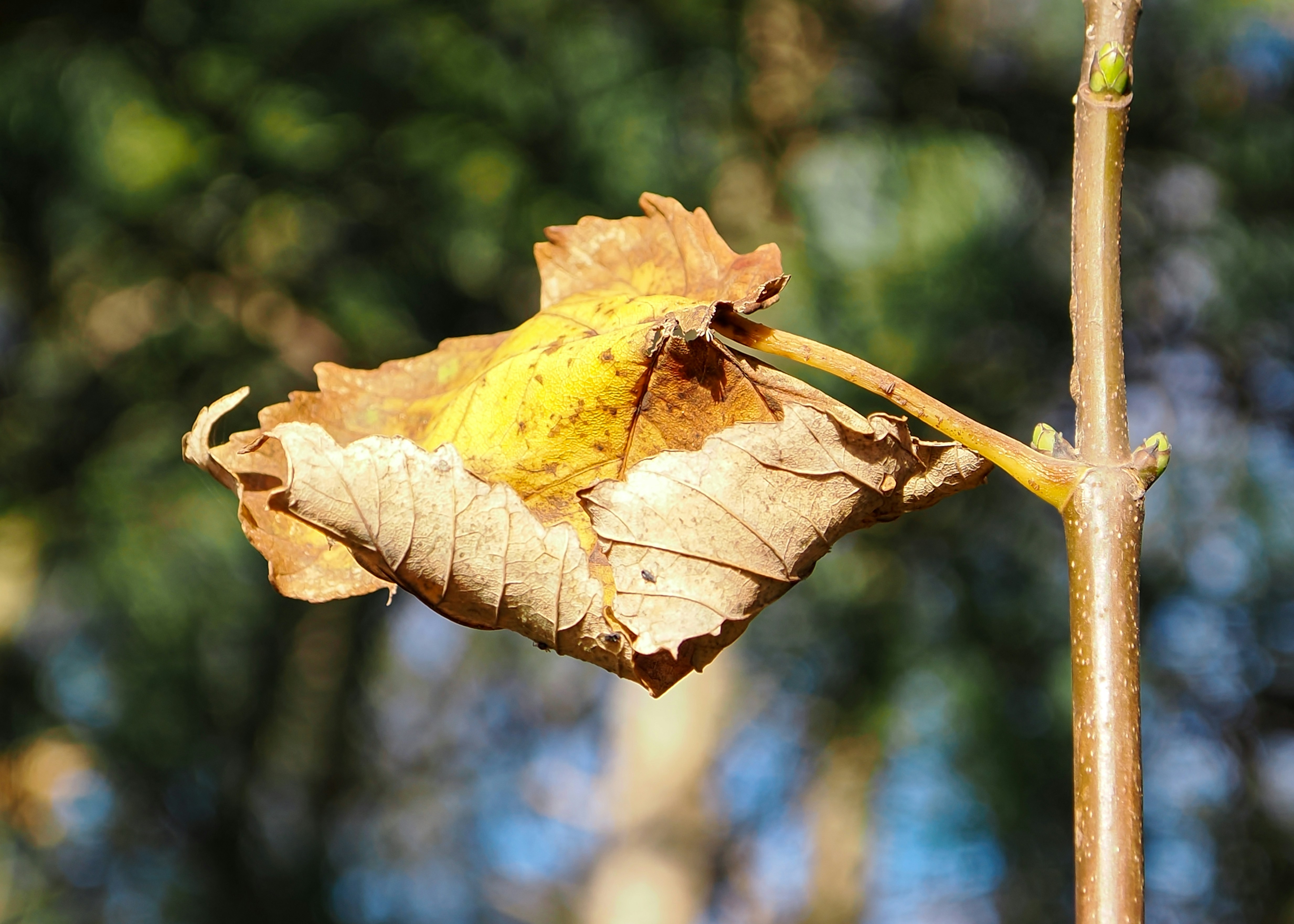Autumn Leaf Clinging to a Thin Branch in Morning Light