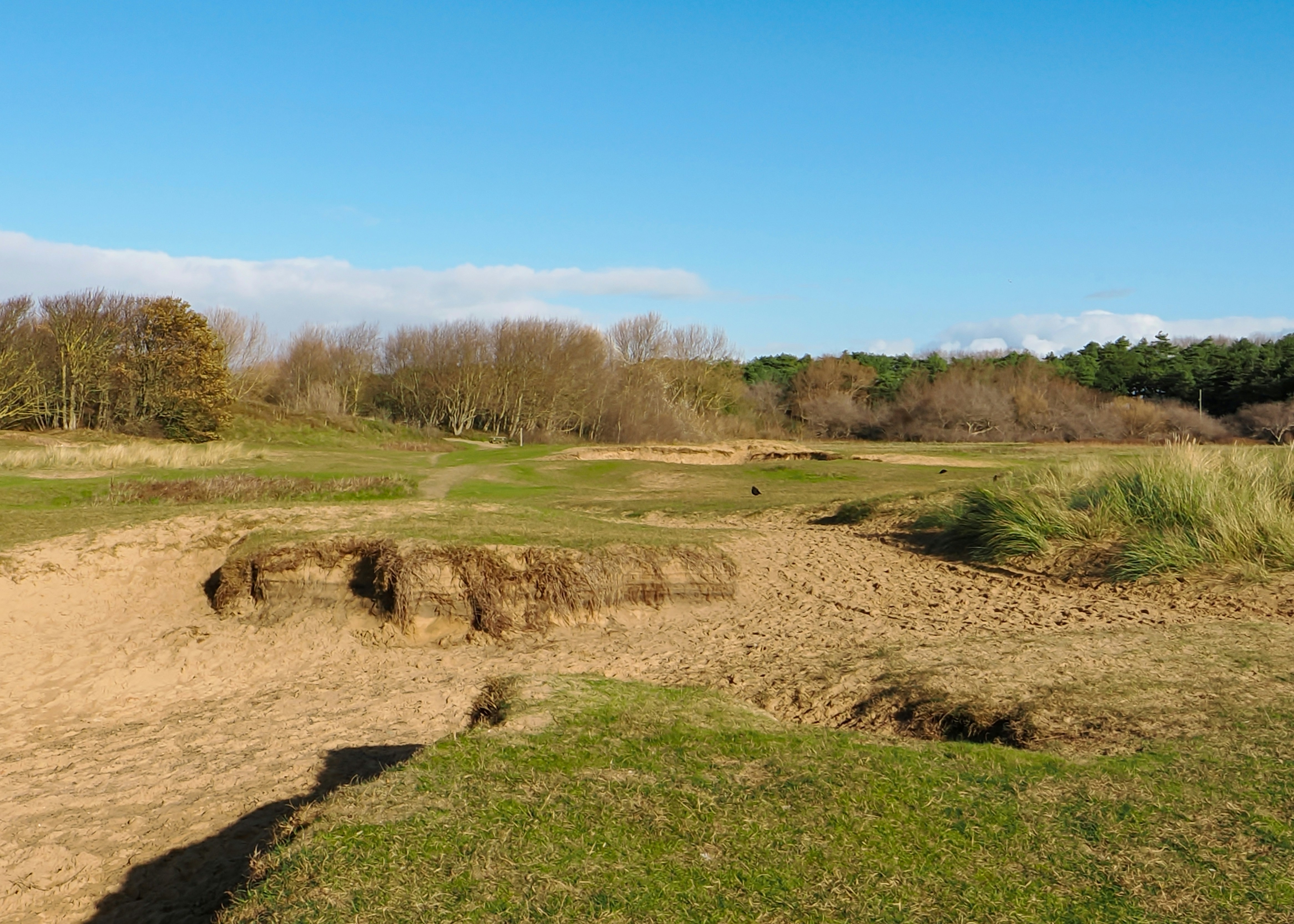 Sunlit dune and distant tree line across a grassy field