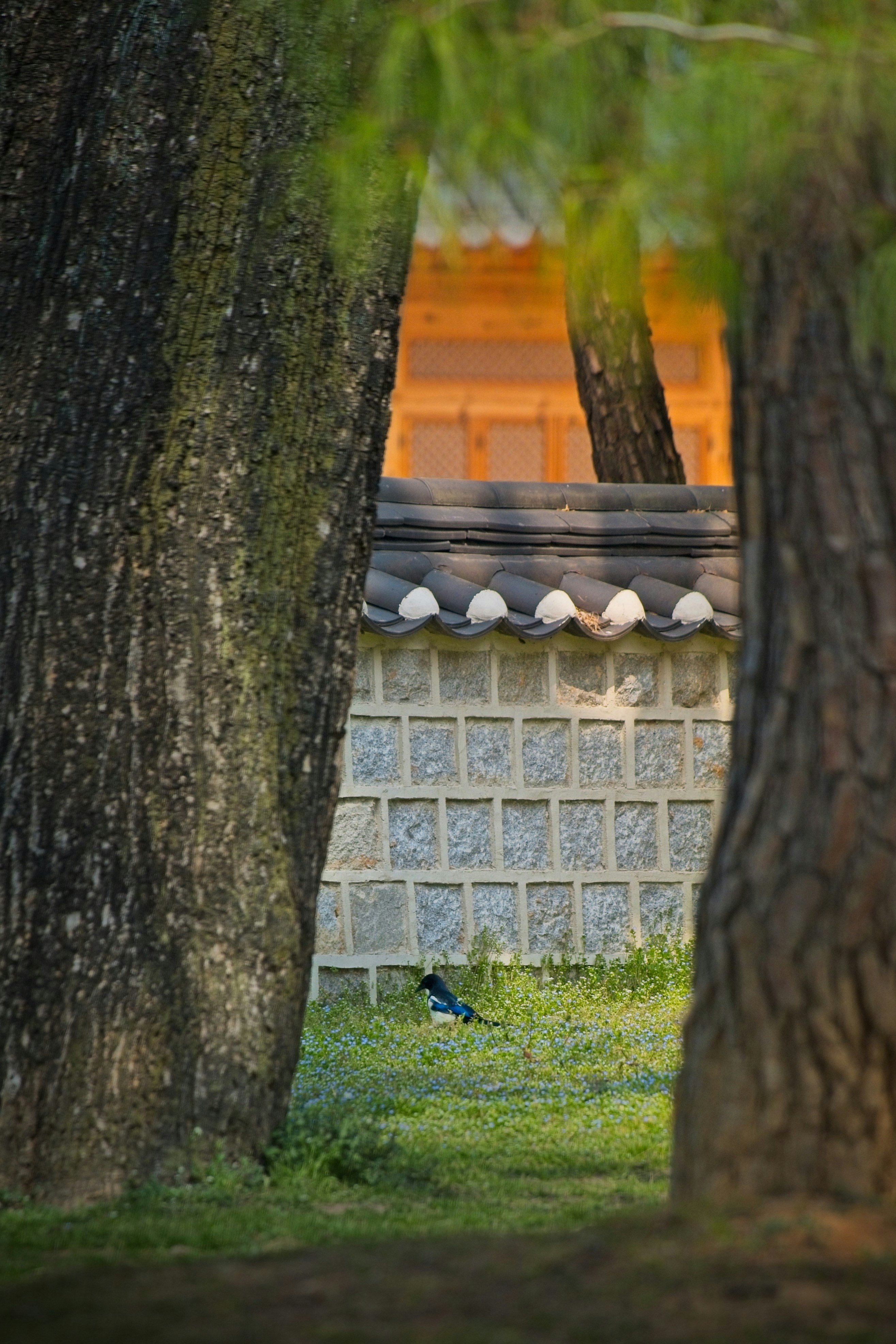 Blue Jay by the Stone Wall Greeted by a Secluded Garden