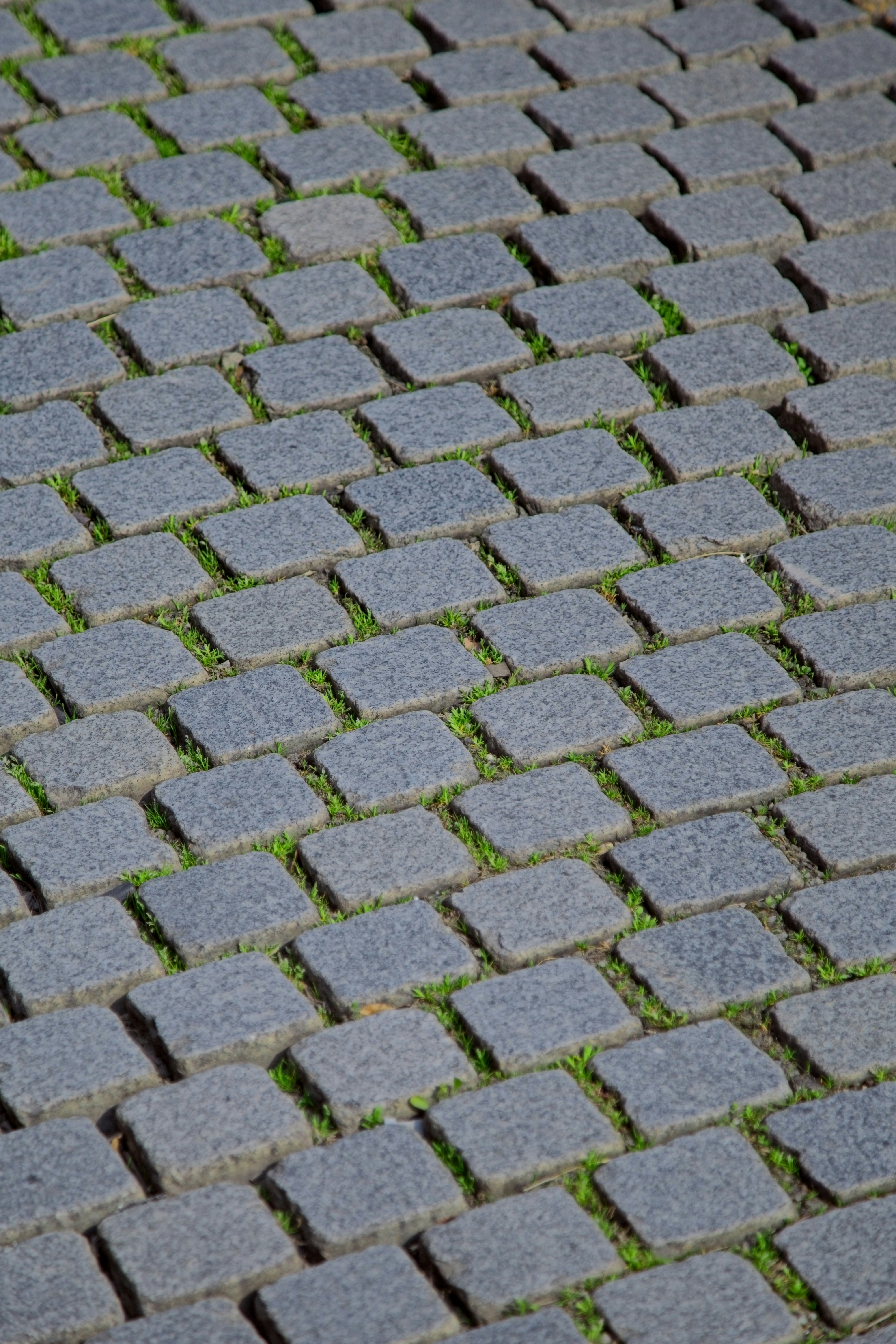 Cobblestone Rhythm: Repetition and Moss Across a Quiet Path