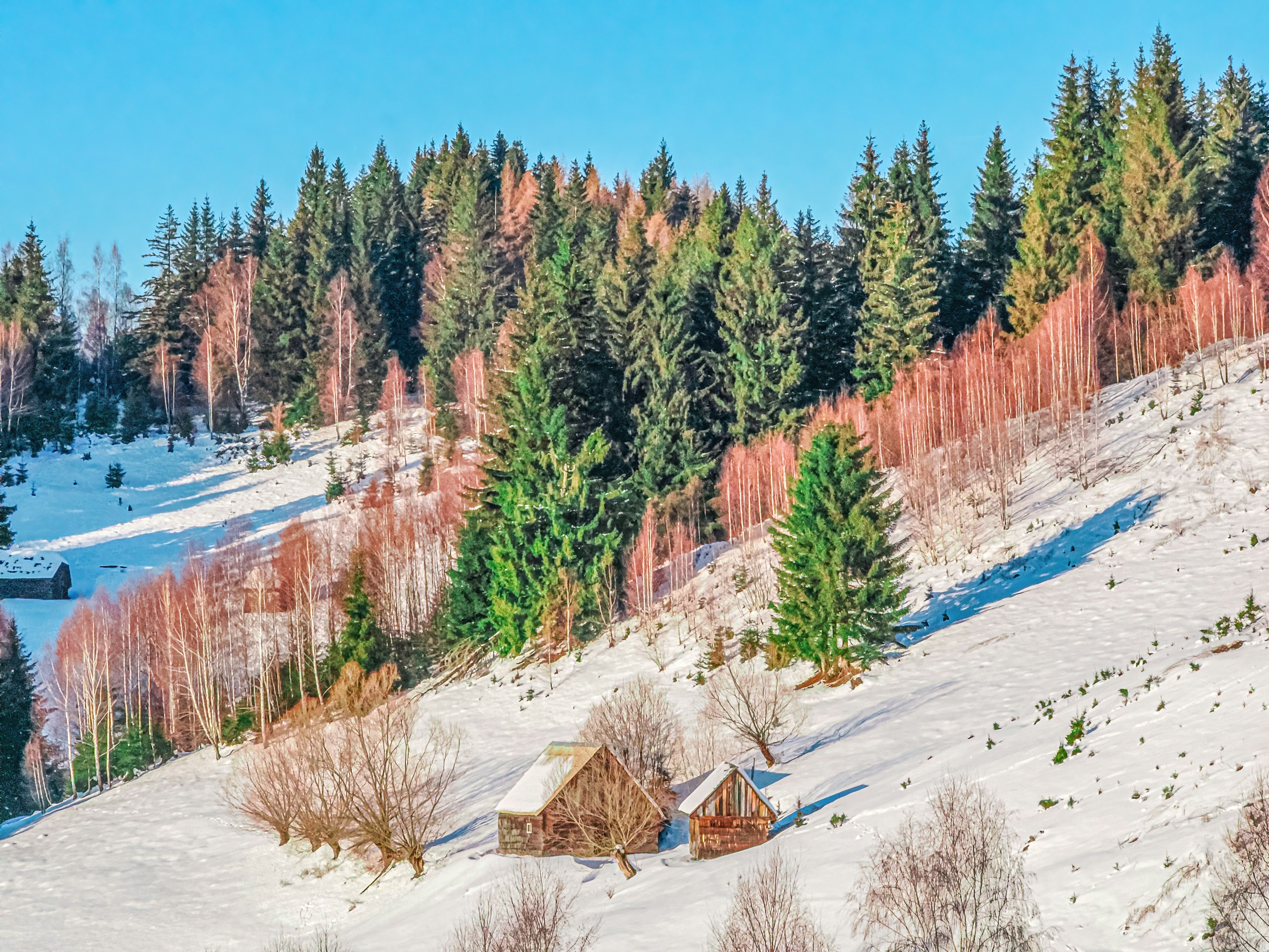 Snowy hillside with cedar forest and rustic cabins