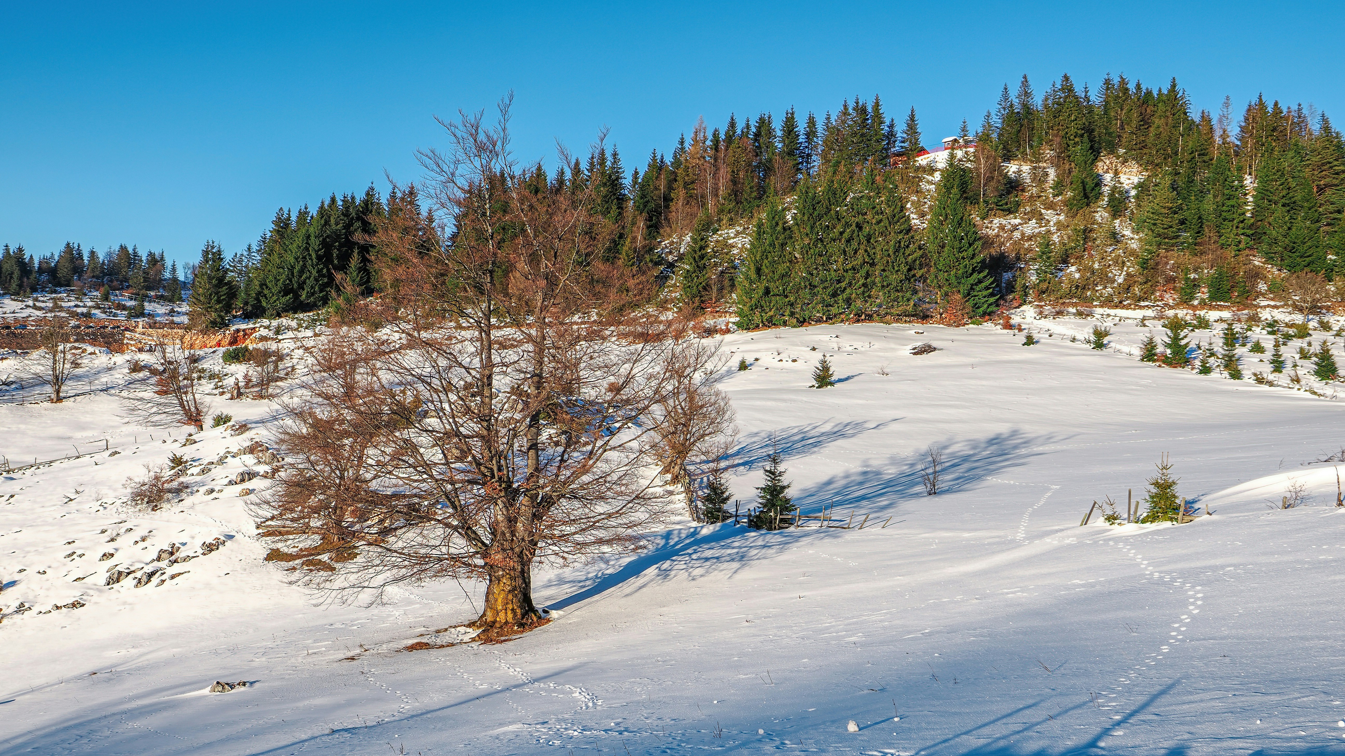 Solar-Illuminated Snowfield with Lone Tree and Distant Forested Ridge