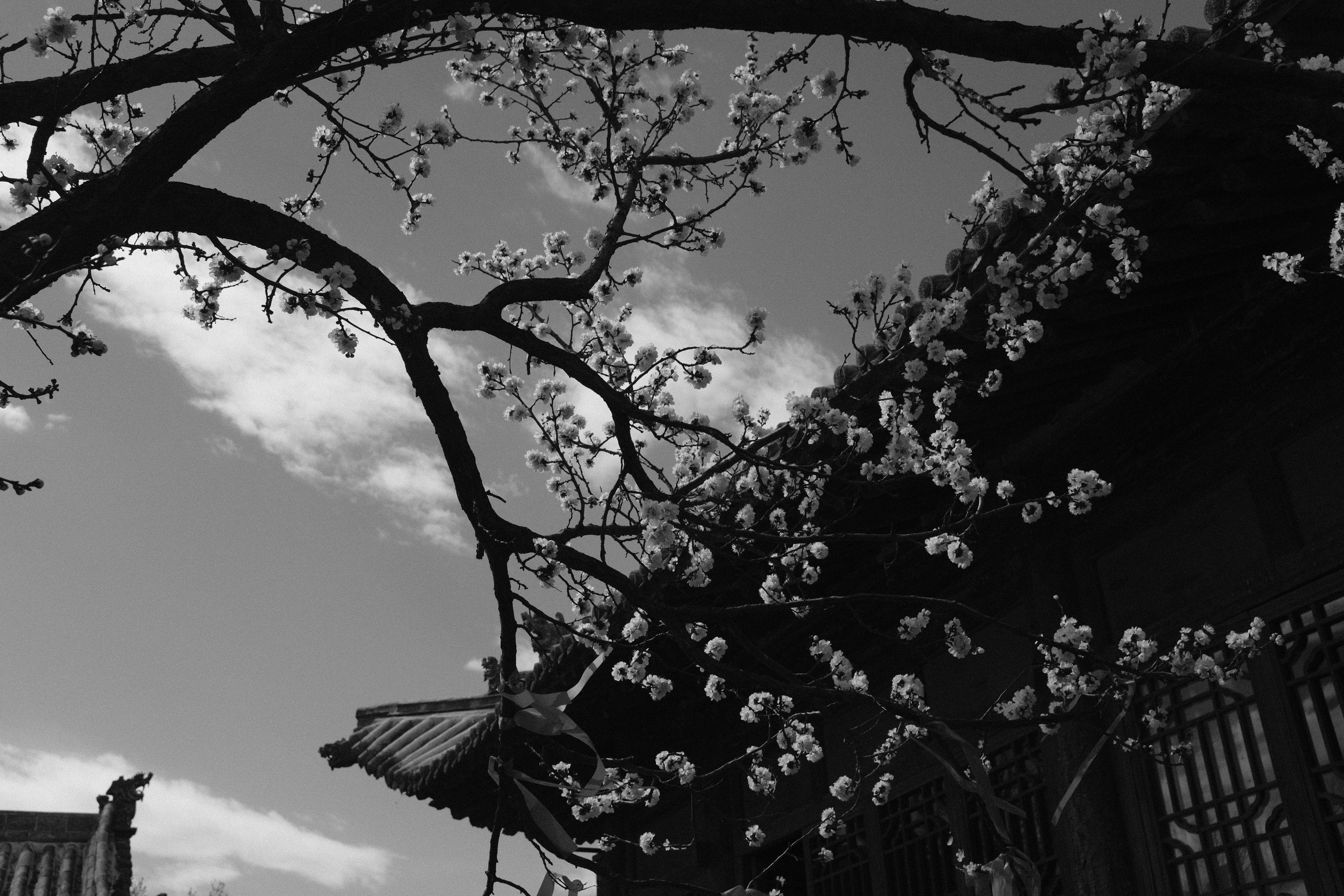 Blossoms in Motion above a Traditional Roof