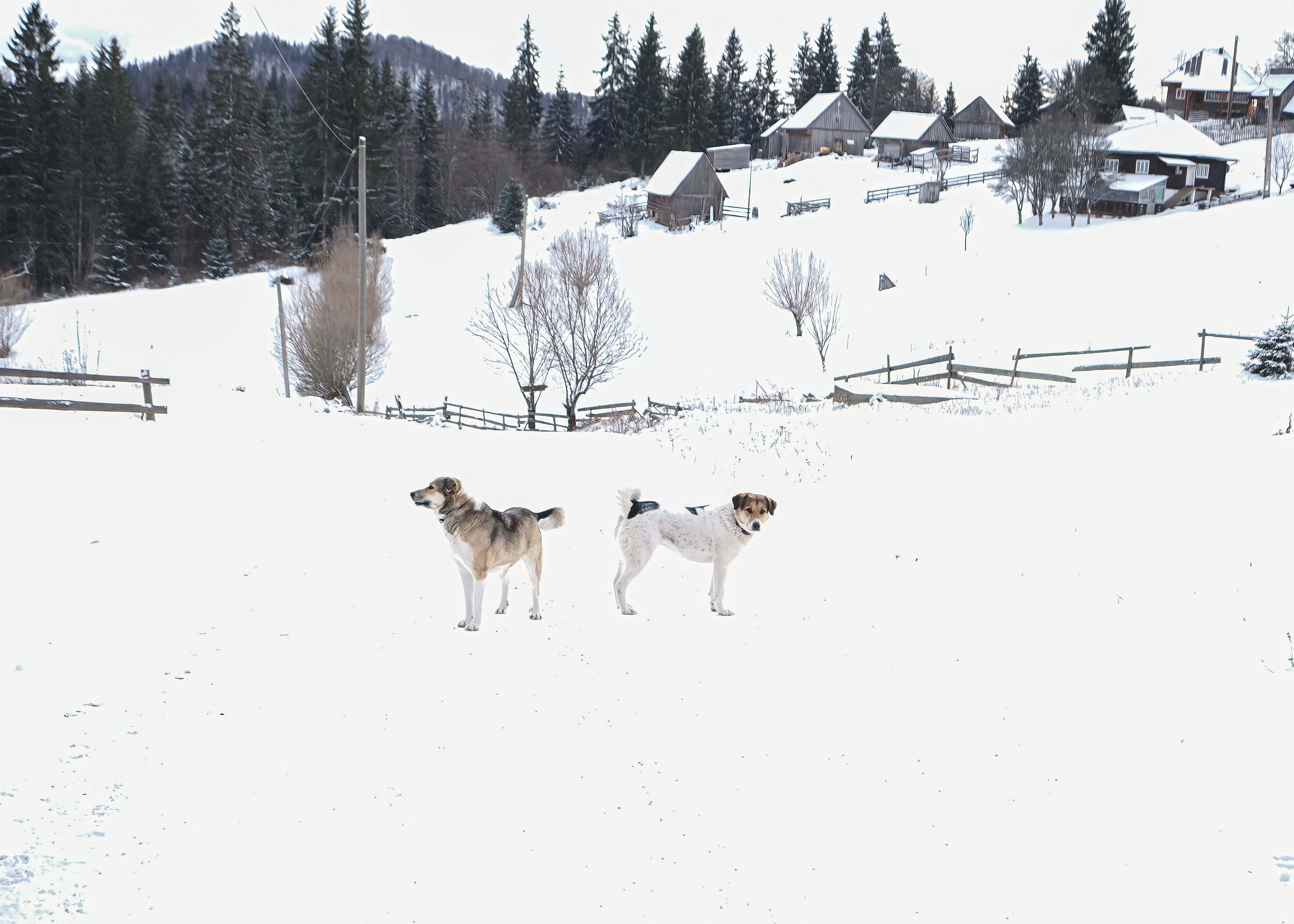 Snowbound Companions: Two Dogs Beneath a Winter Village