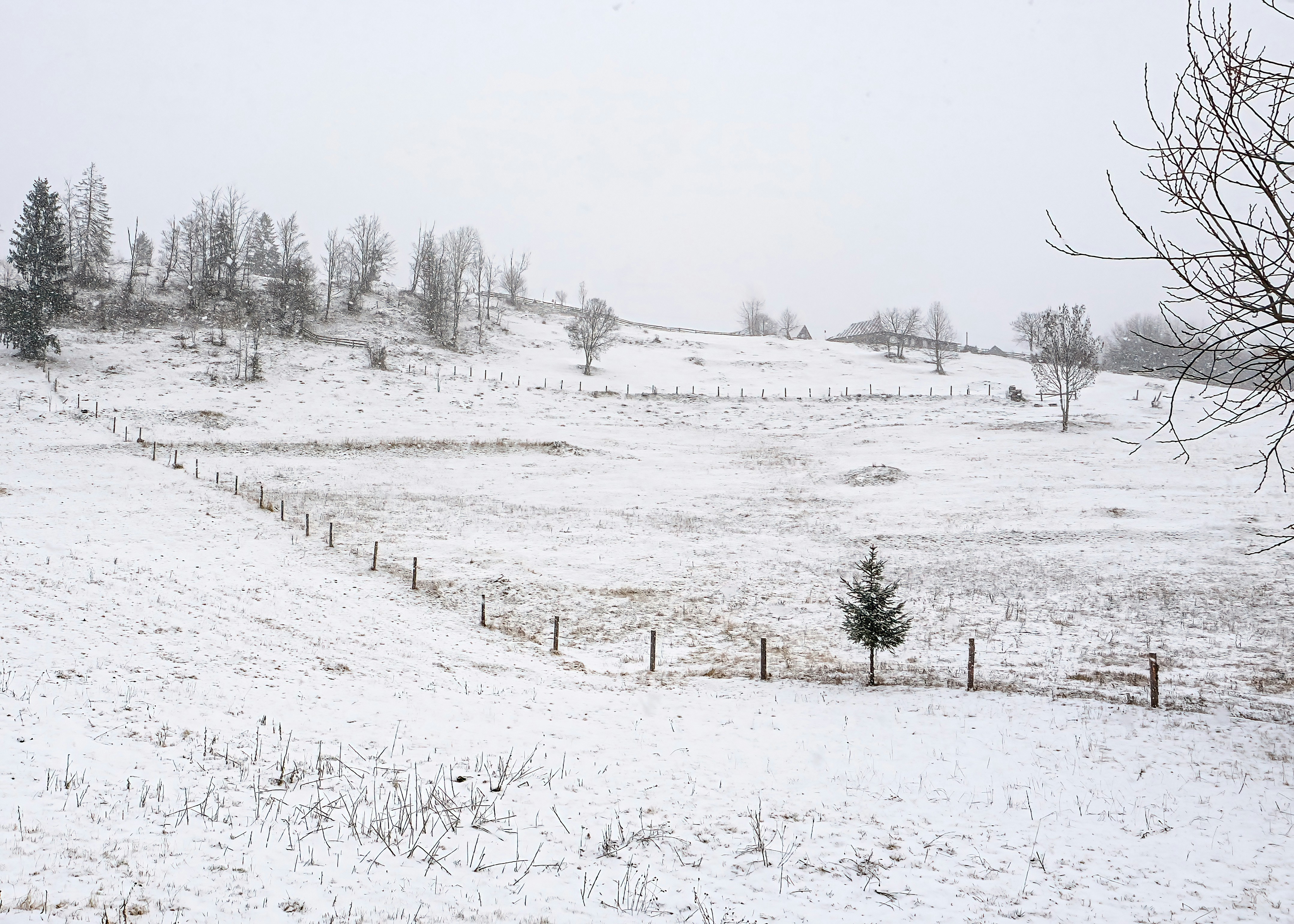 Snowbound Pasture with Fence Lines