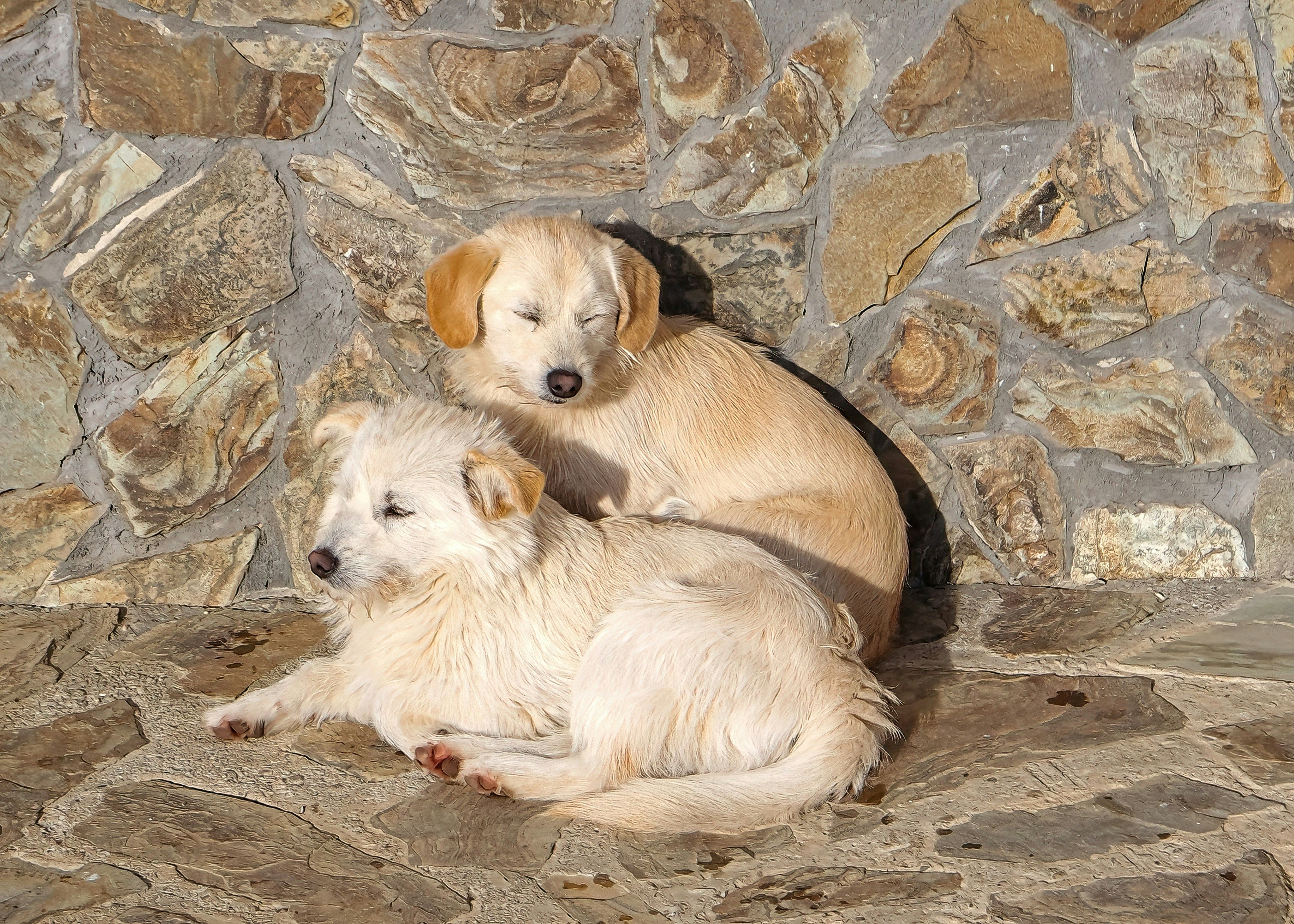 Two Cream-Cloaked Pups Rest Against a Stone Backdrop
