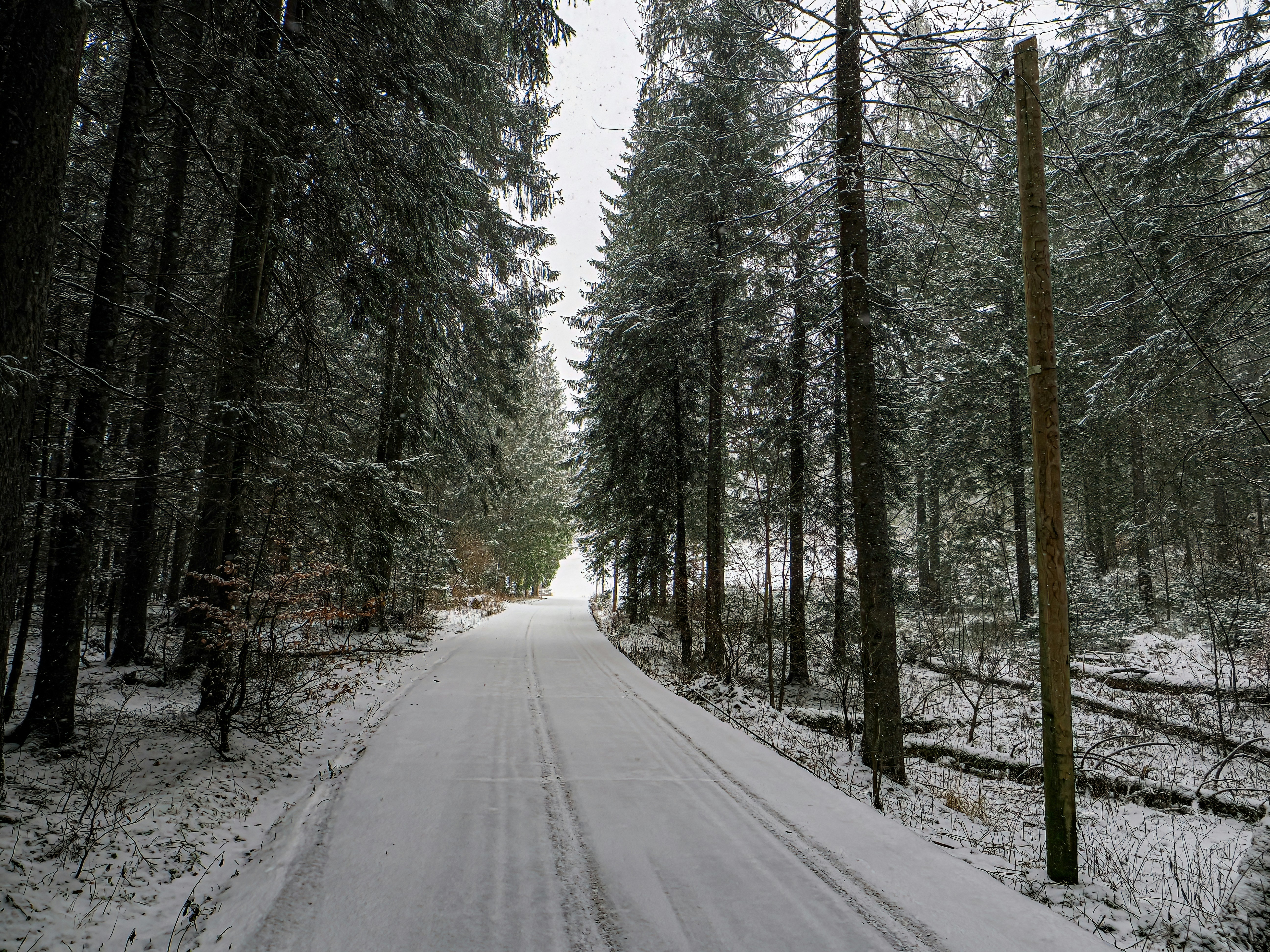 Snow-Threaded Path: A Quiet Corridor Through Tall Pines