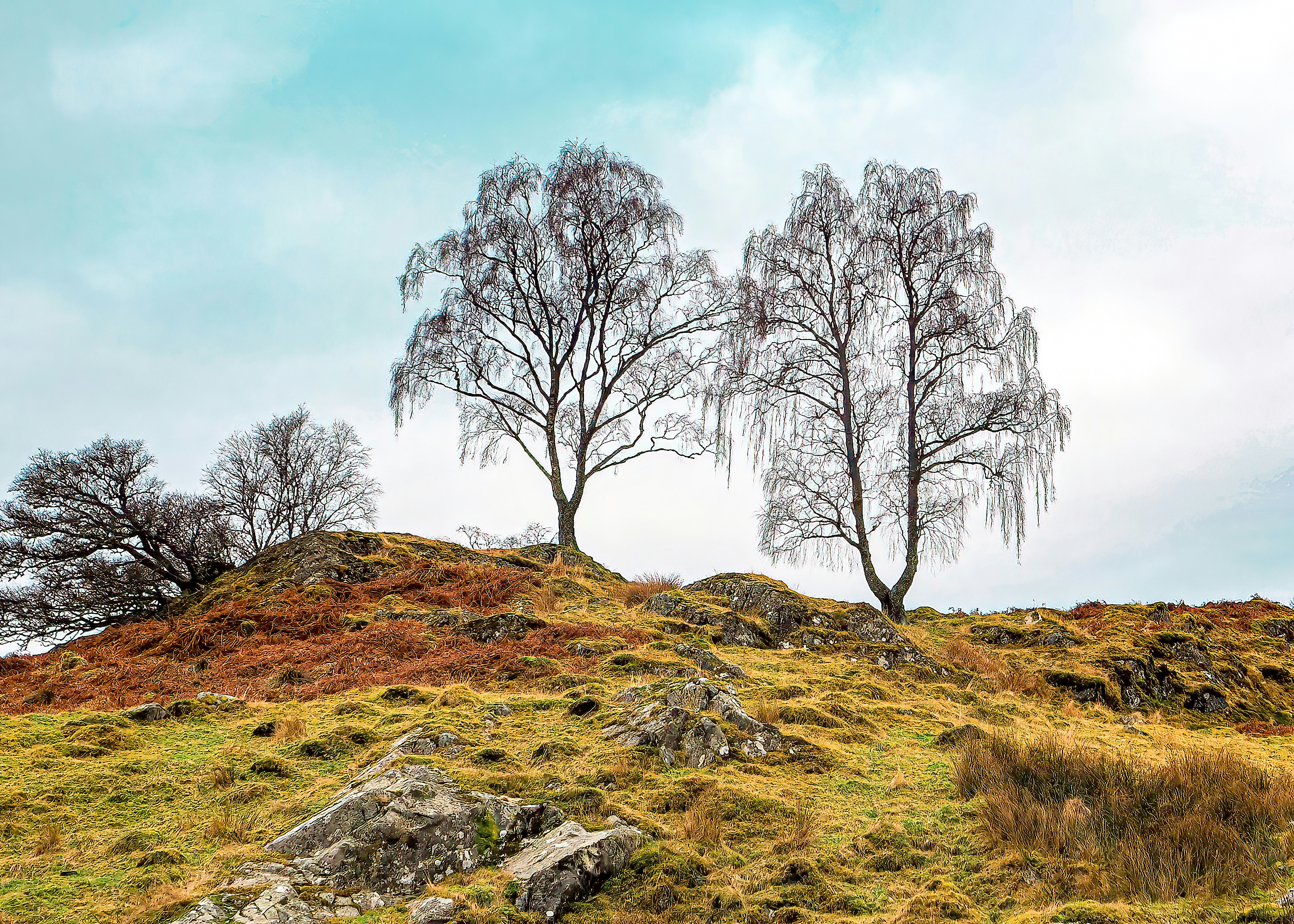 Two Willow Sentinels on a Wind-Worn Ridge