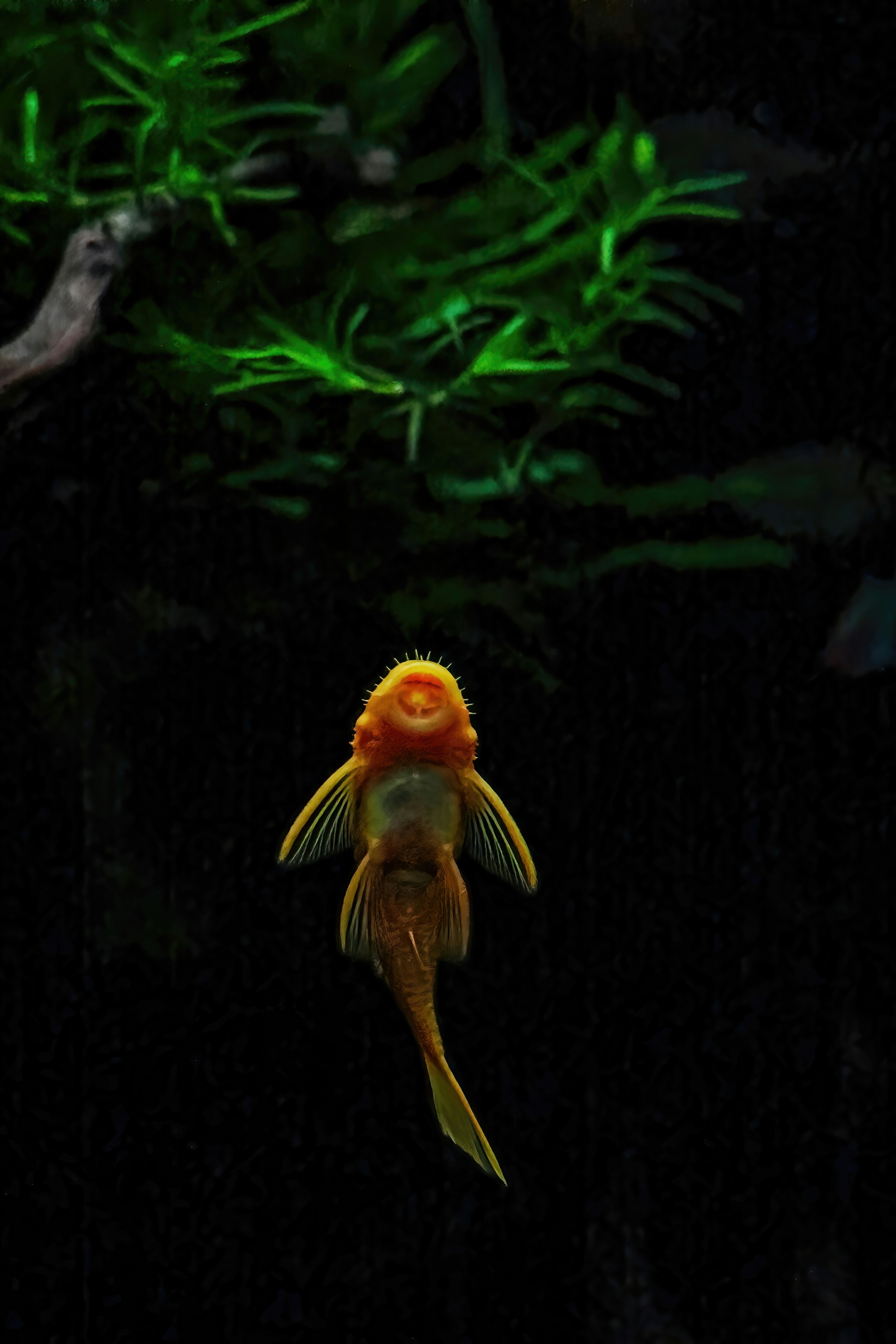 Glowing Goldfish ascent against velvet night