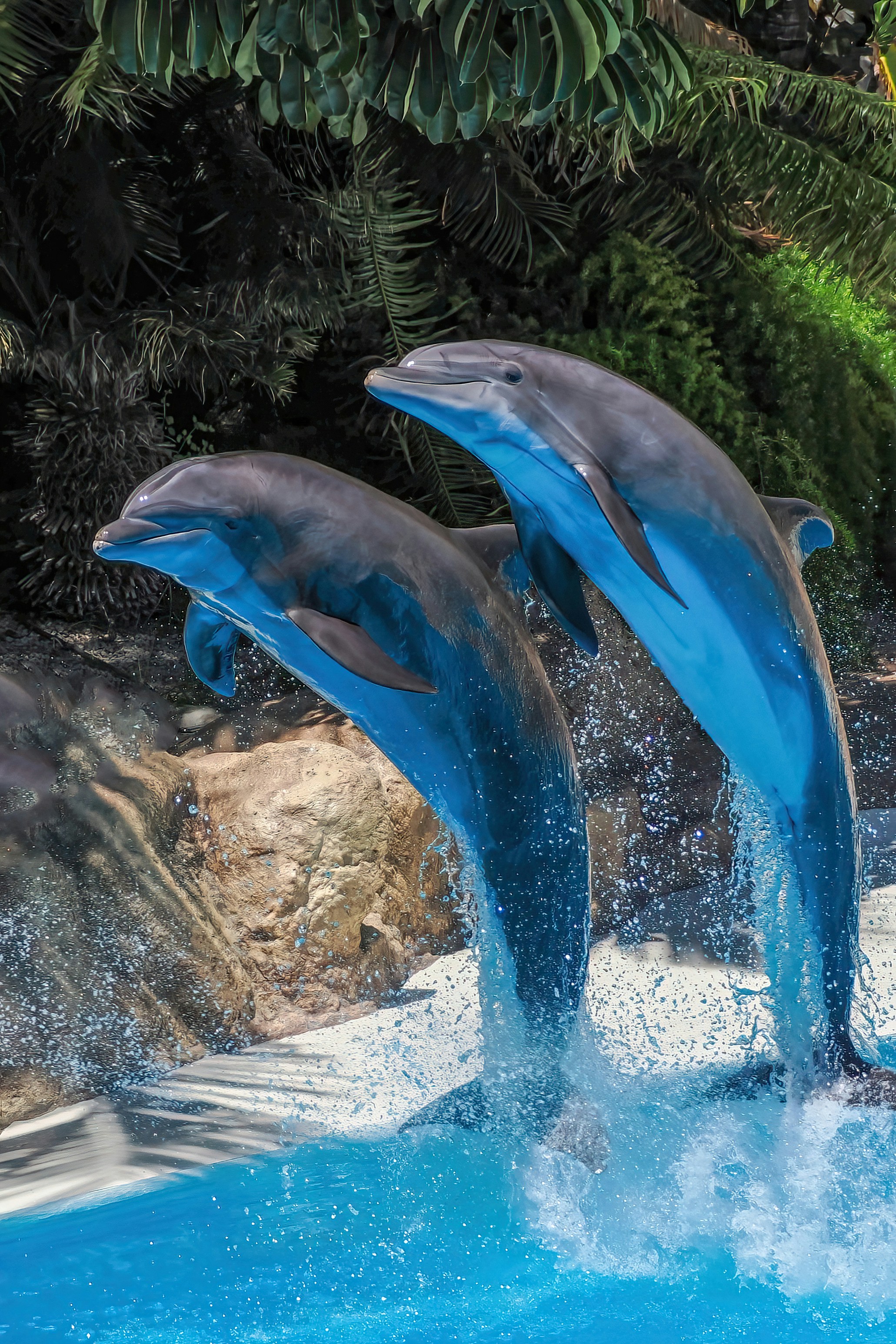 Dolphins in blue glow: a paired leap from the splash
