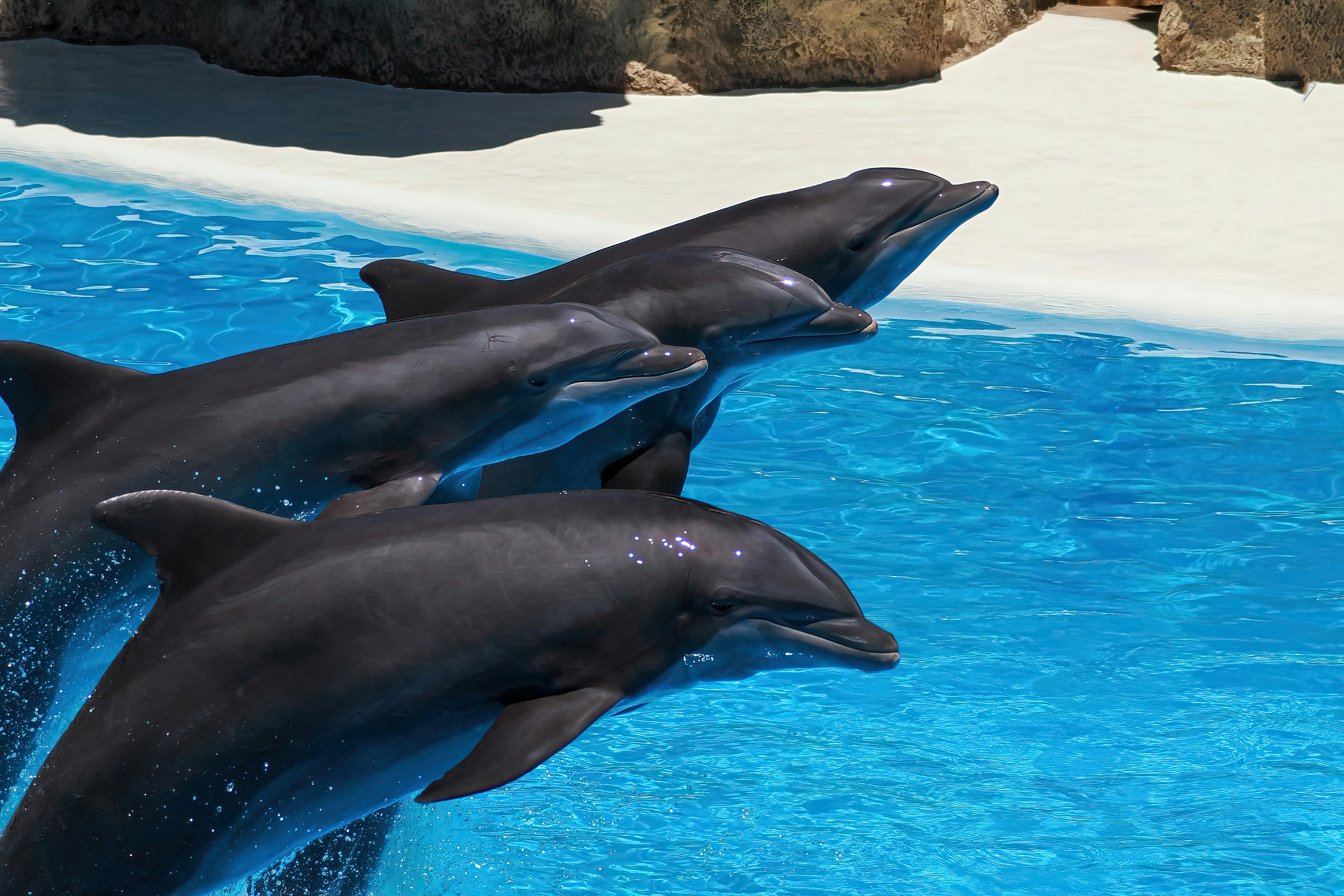 Dolphins in Sync: A Baroque Arc of Curved Silhouettes in Bright Blue Water