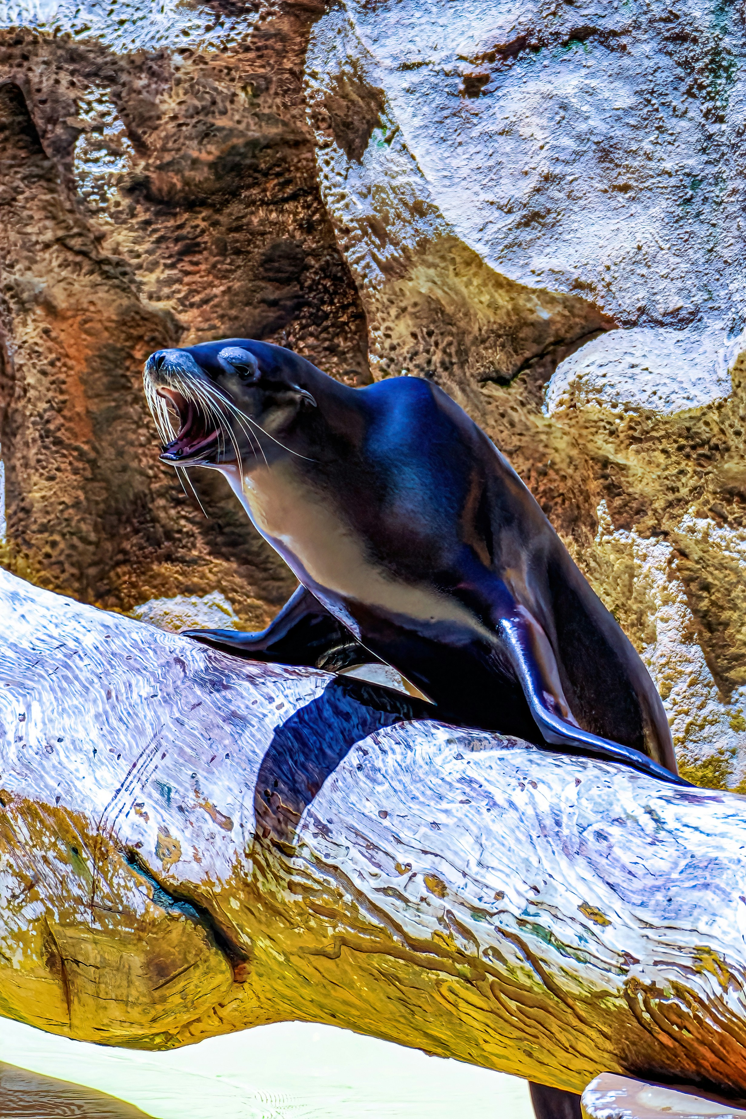 Curled on a sunlit mangrove log: a sea lion portrait