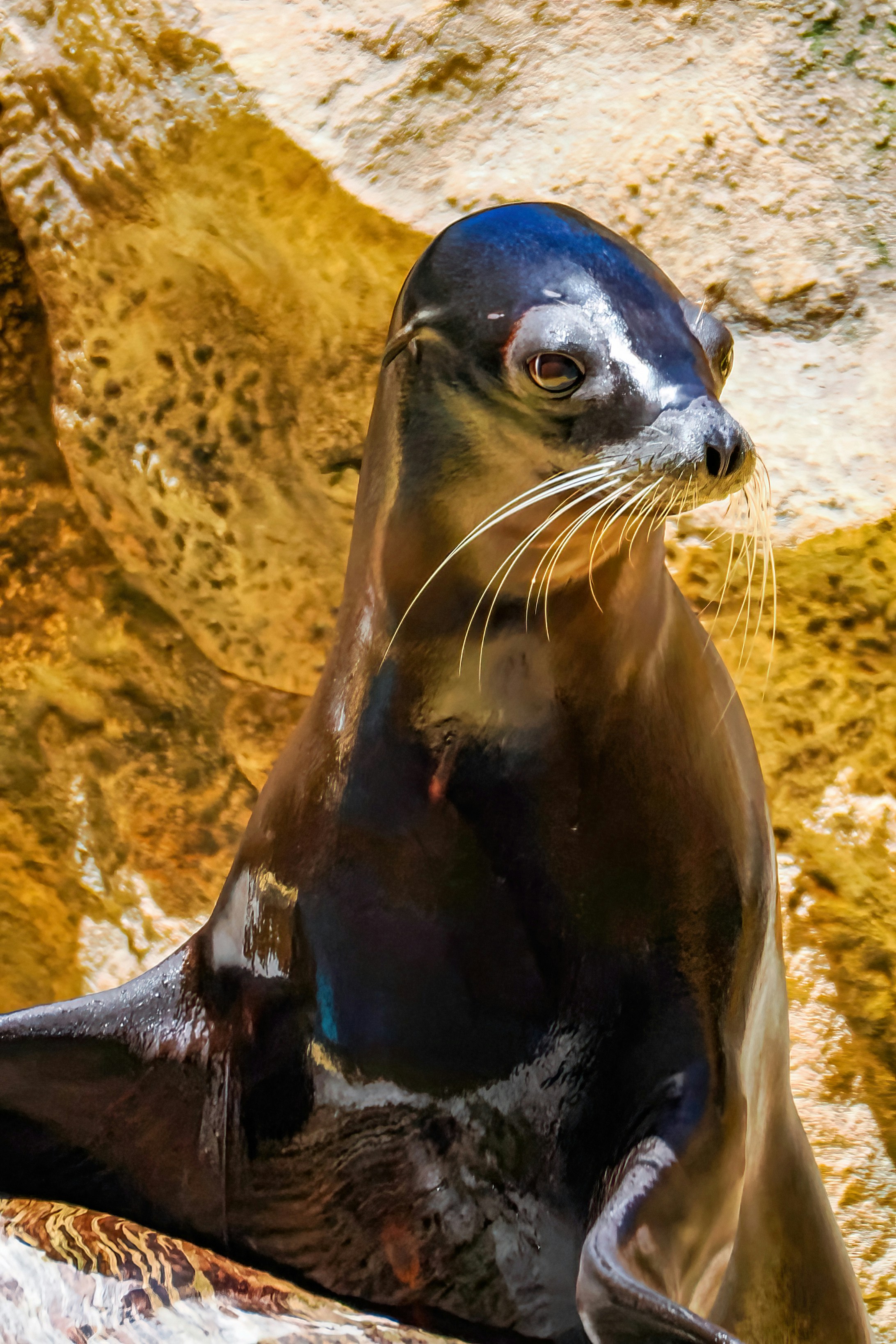 Curious Sea Lion Adrift in Rocky Light