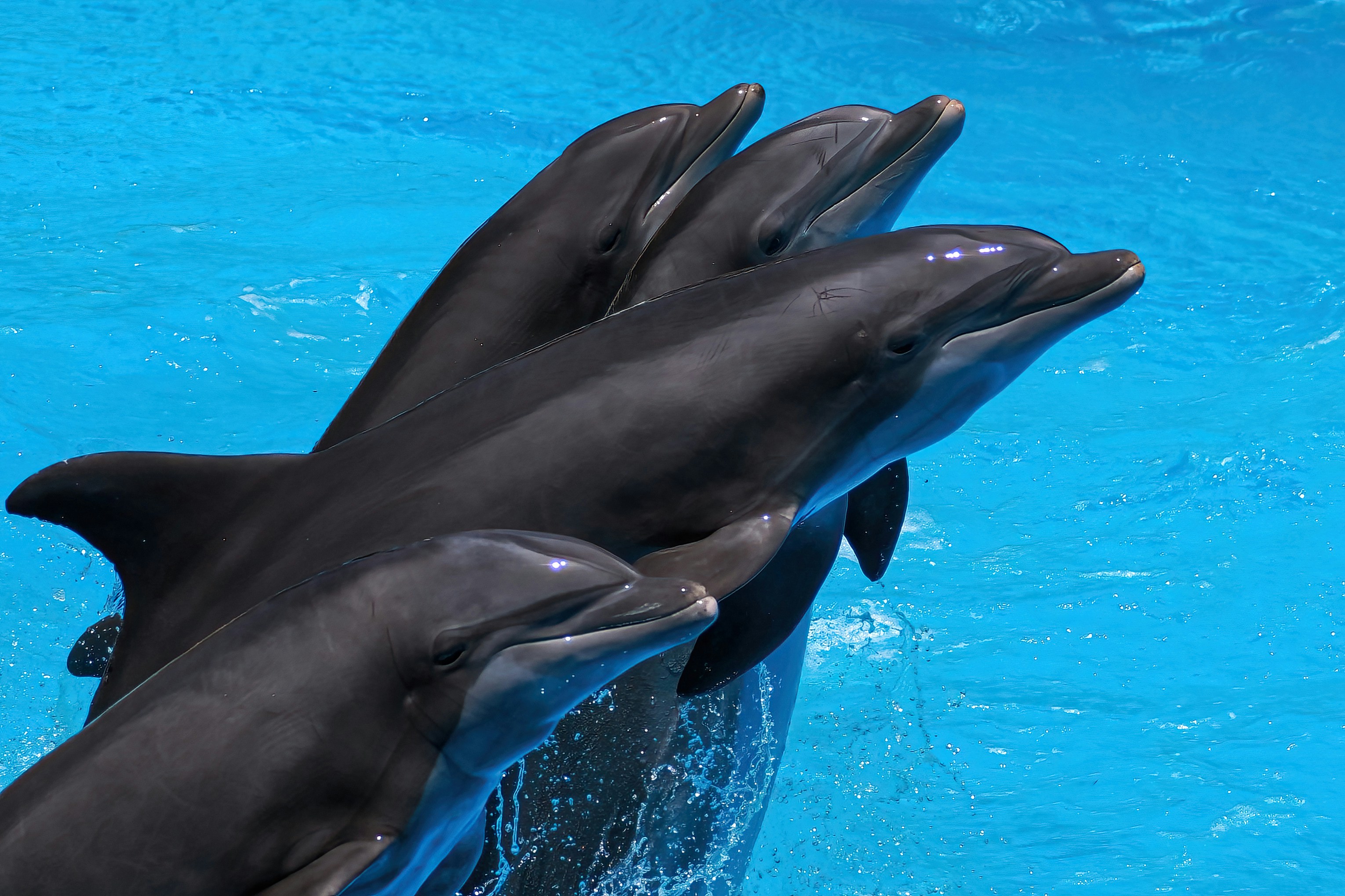 Dolphins in Sync: A Blue-Tinted Dive
