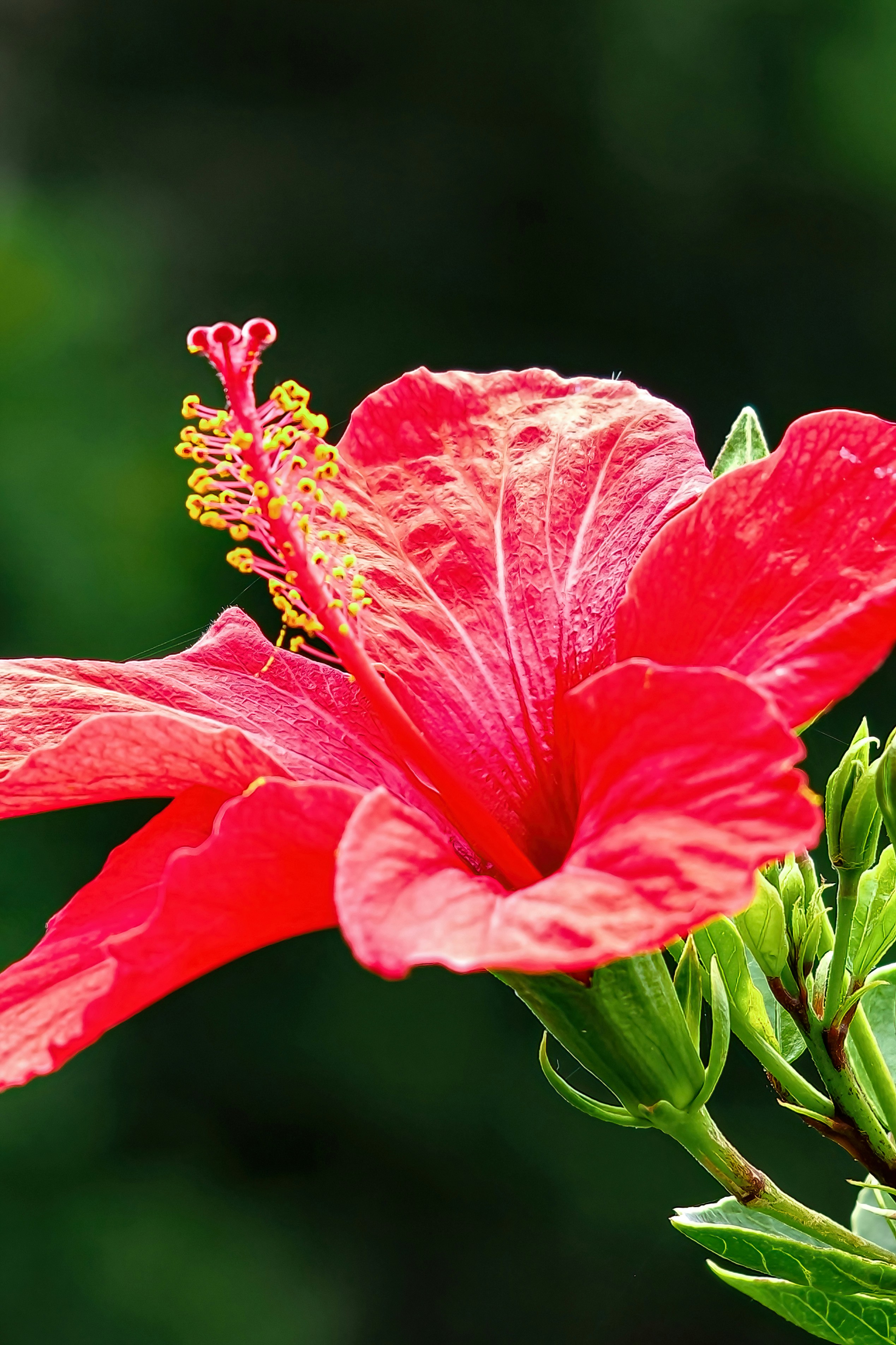 Scarlet Hibiscus Reaching Toward Morning Light