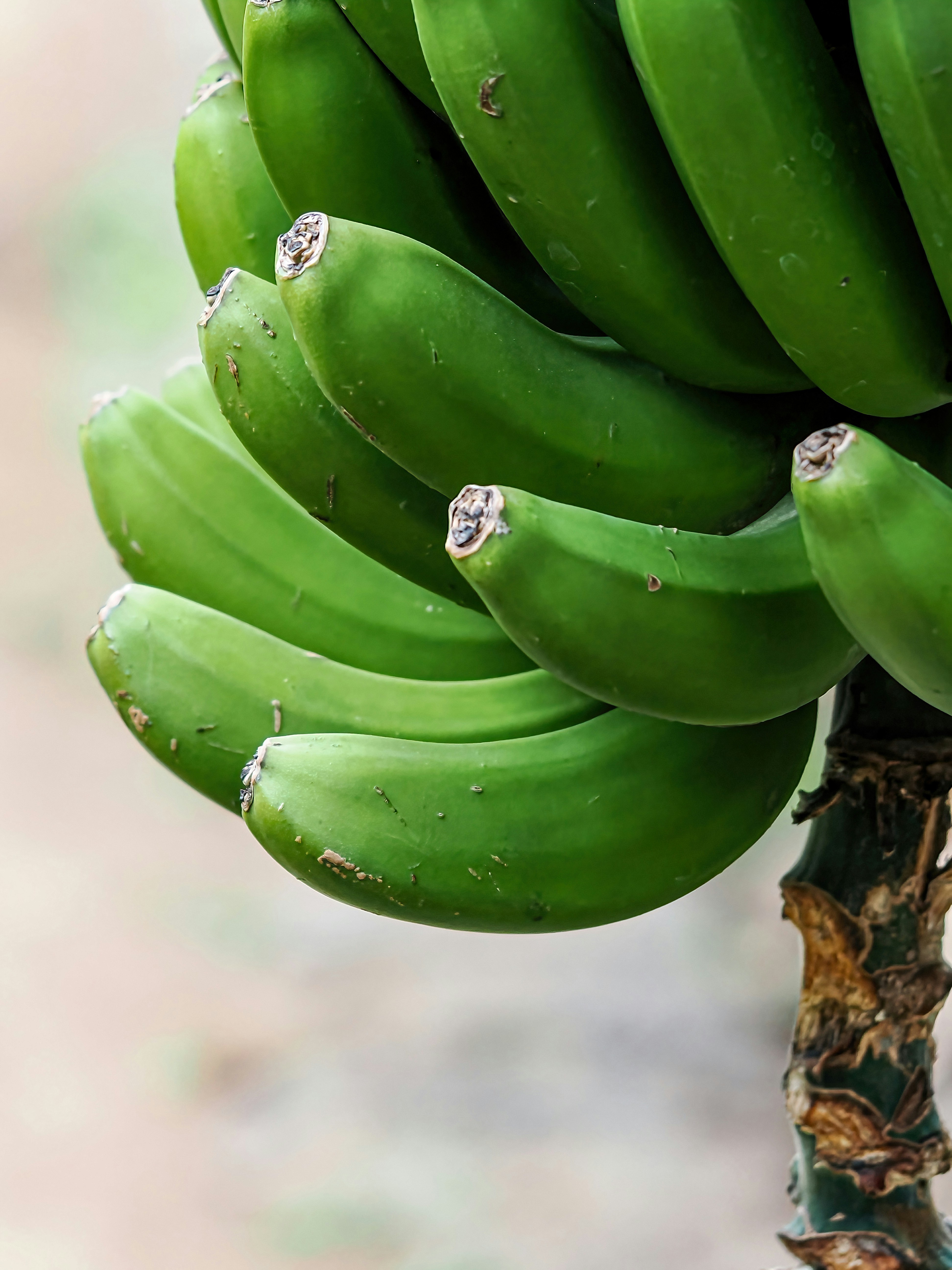 Emerald Banana Cascade: a close-up of a banana bunch along the trunk