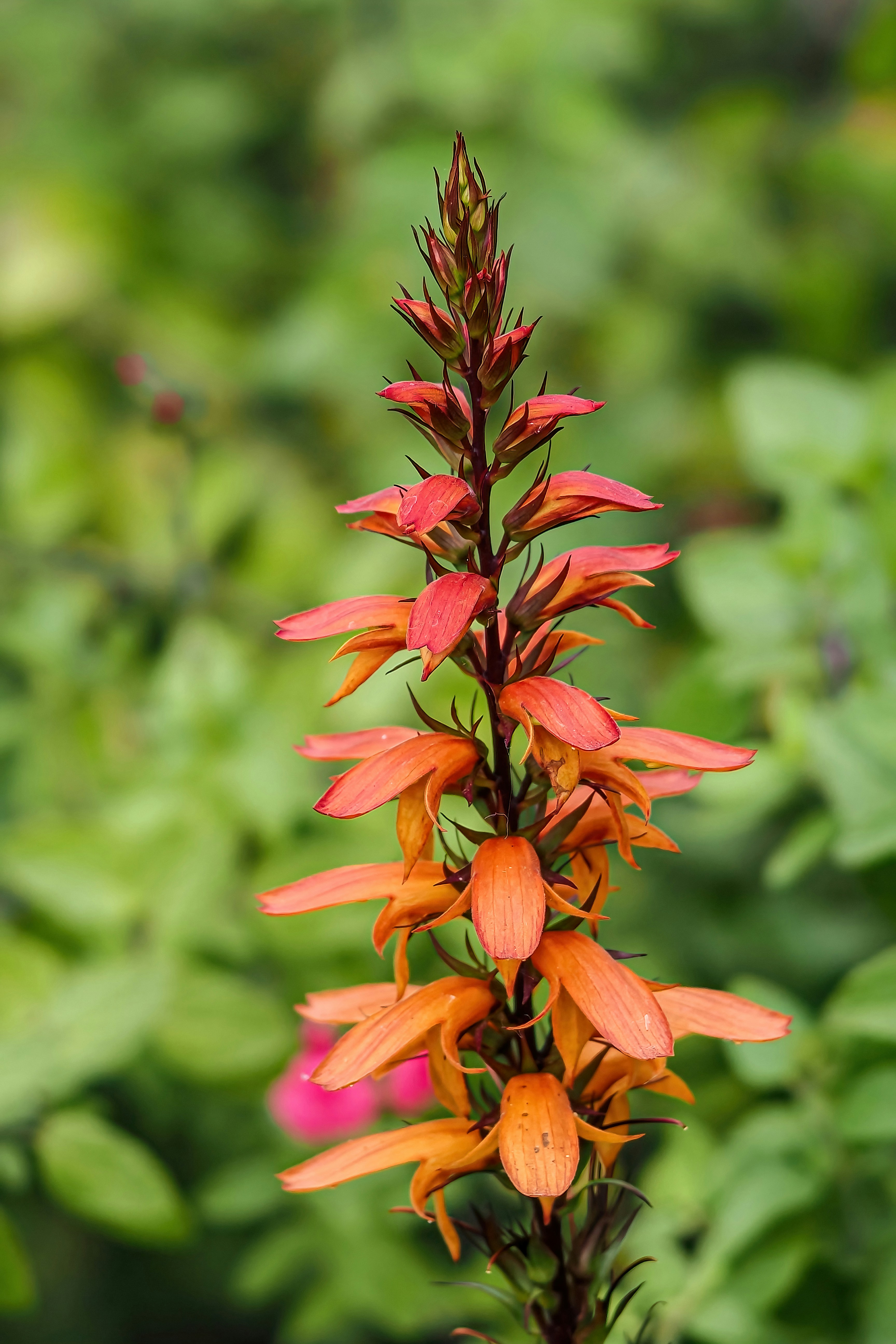 Flame-tipped Bloom Rising above Emerald Backdrop