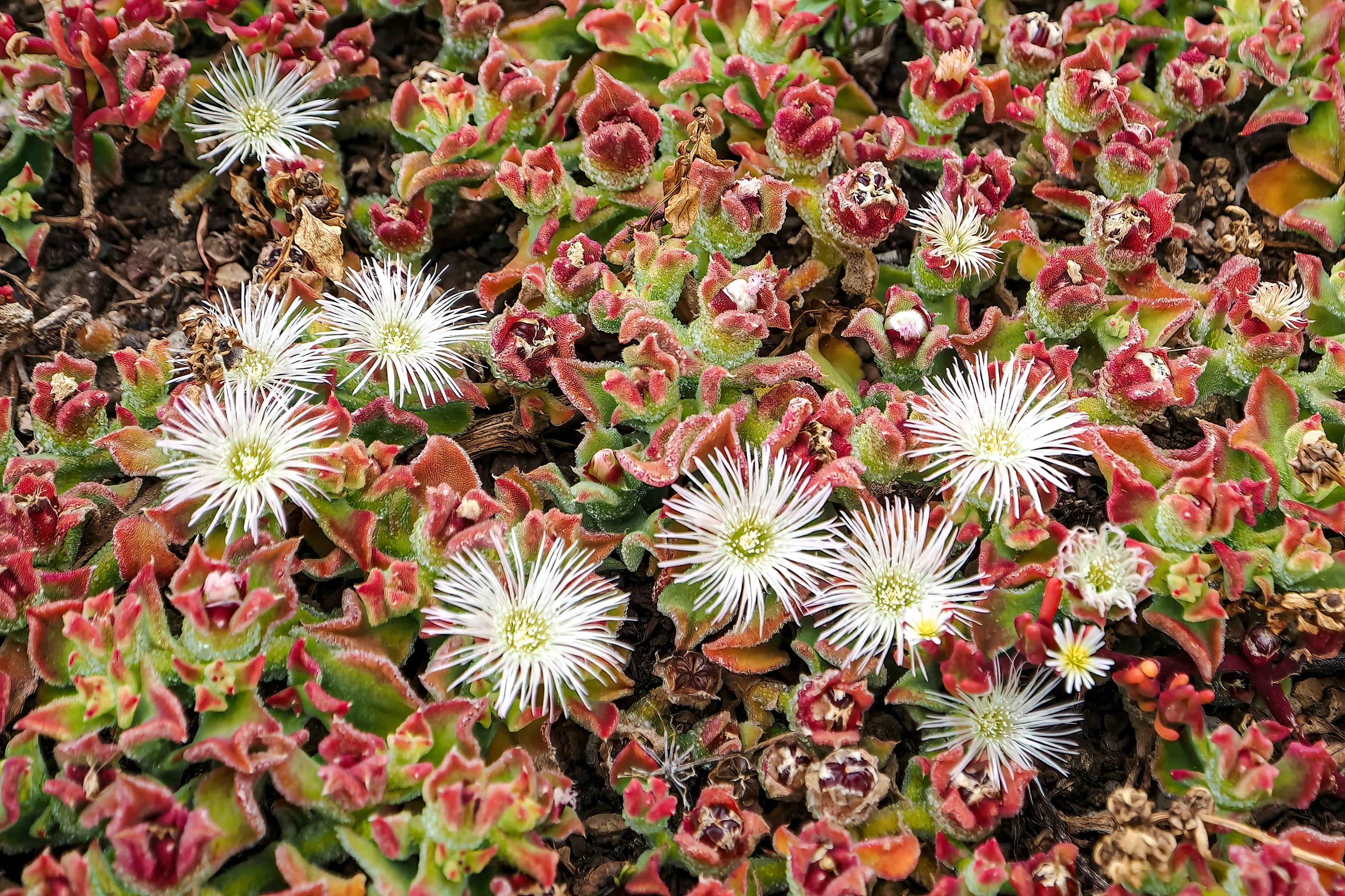 White Daisy-like Blooms Amid Pink-Edged Foliage